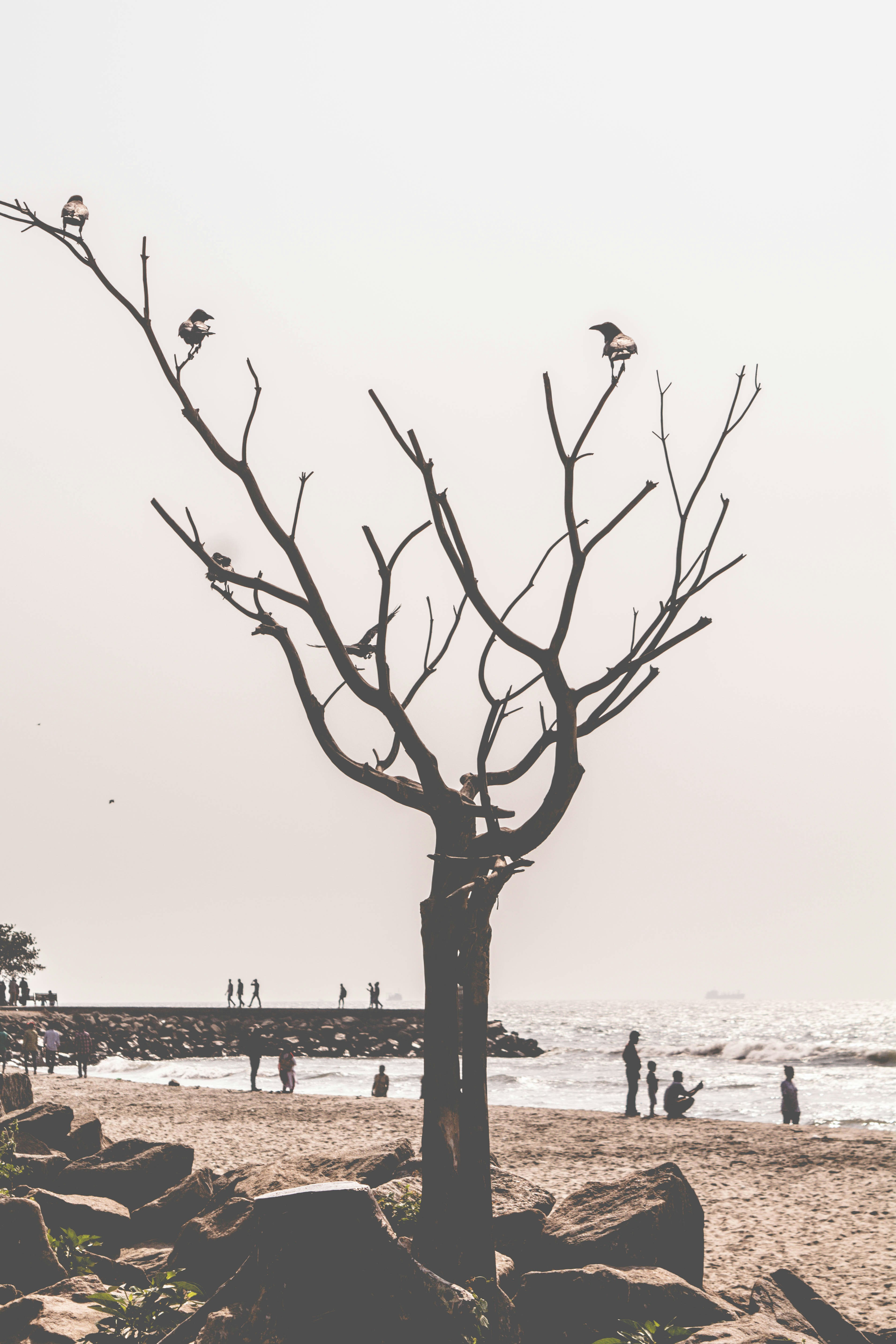 bare tree