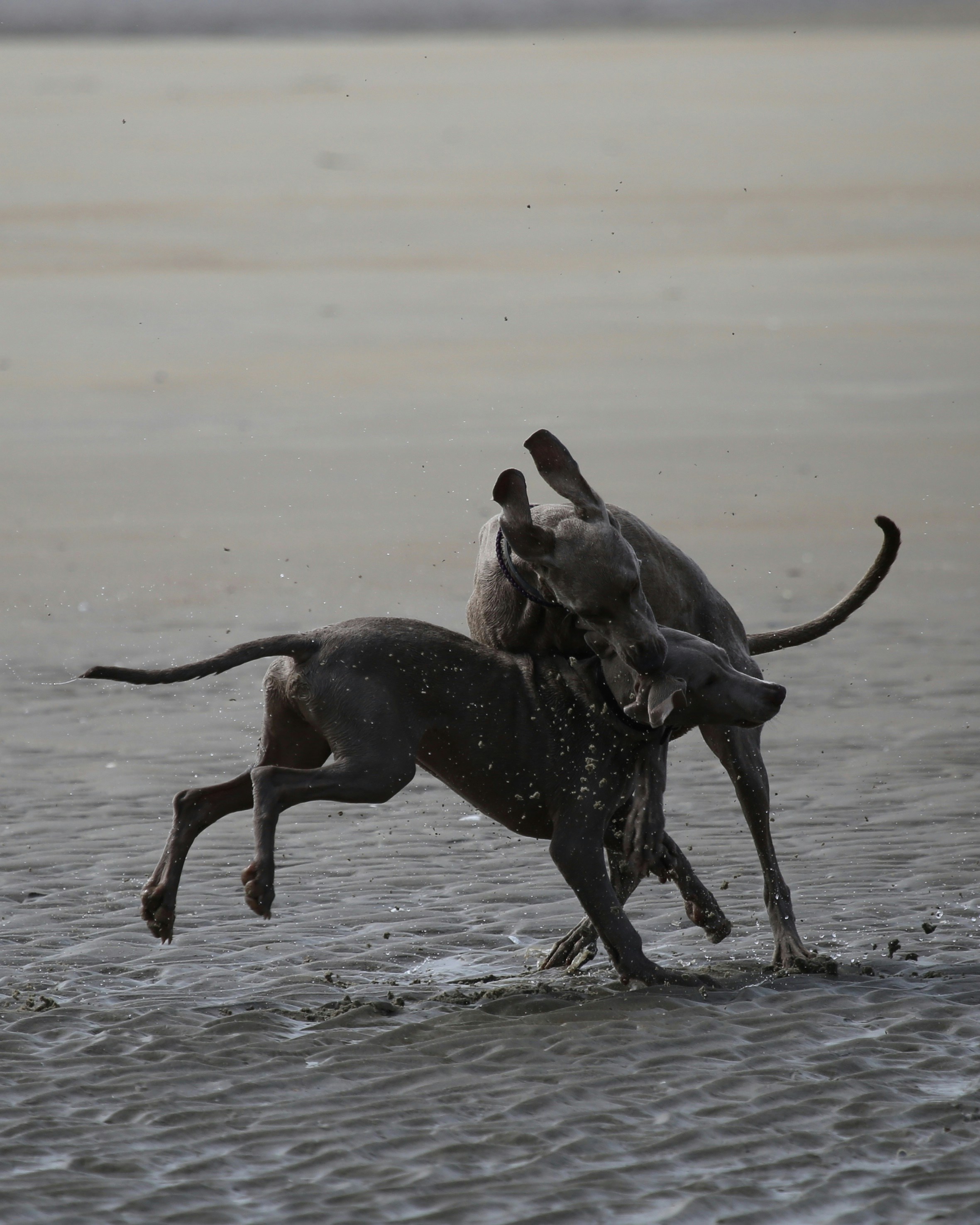 Weimaraners in a Wet Sand Sprint: Playful Tangle on the Shore