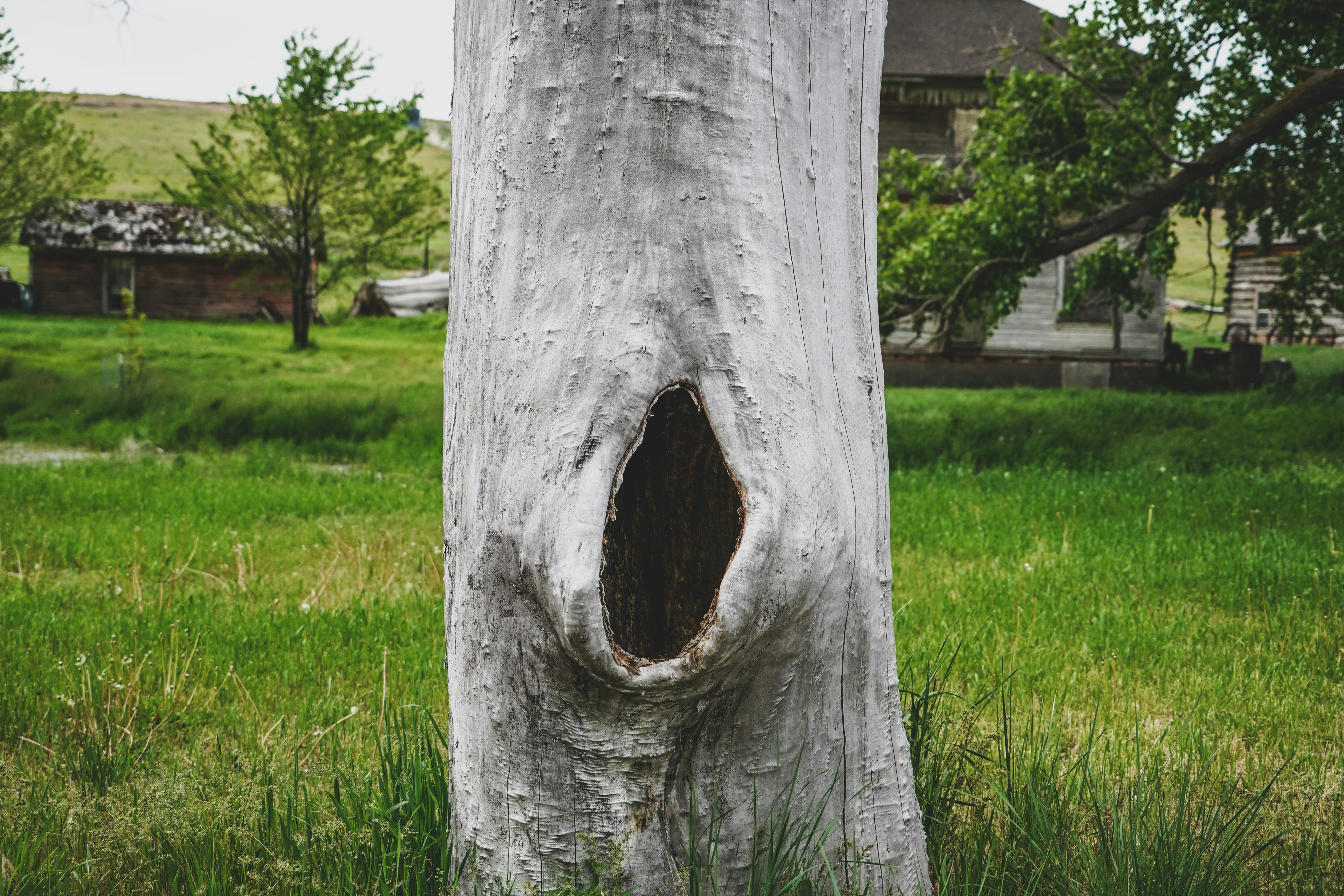 Weathered tree trunk with a hollow opening, surrounded by lush greenery and distant rustic buildings.