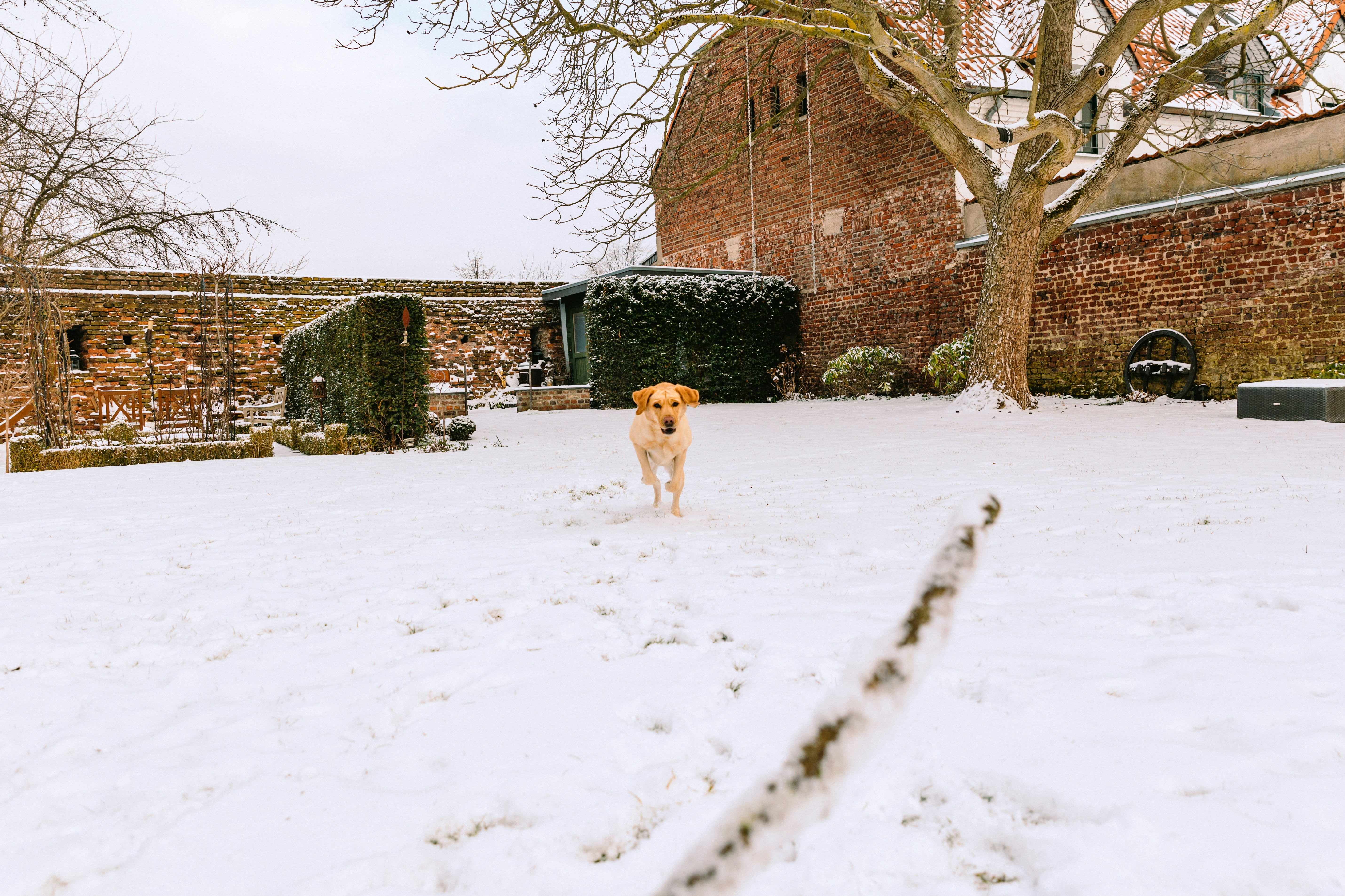Snowbound Streak: A Golden Retriever in a Snow-Covered Courtyard