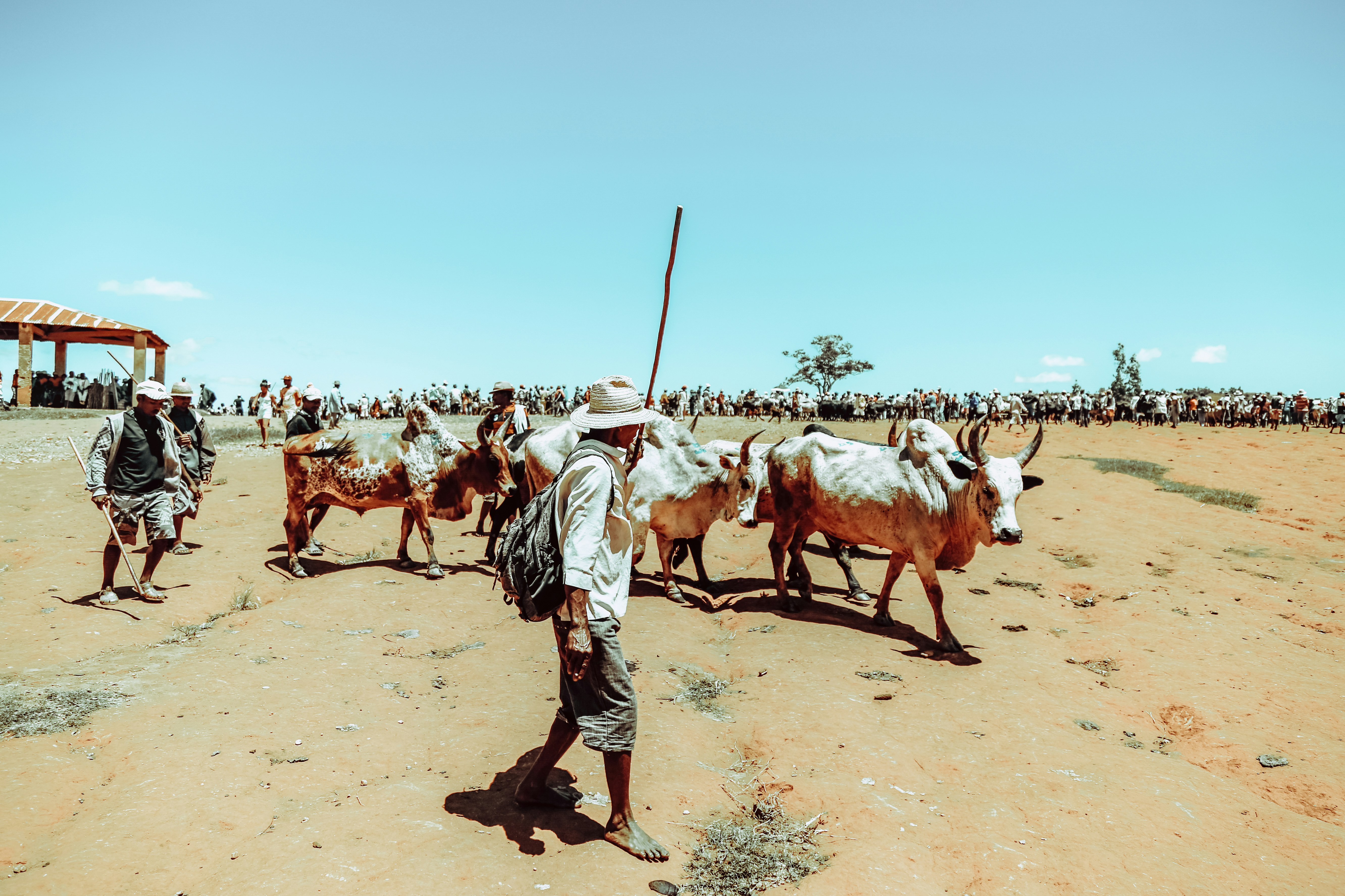 People herding white cows photo – Free Human Image on Unsplash