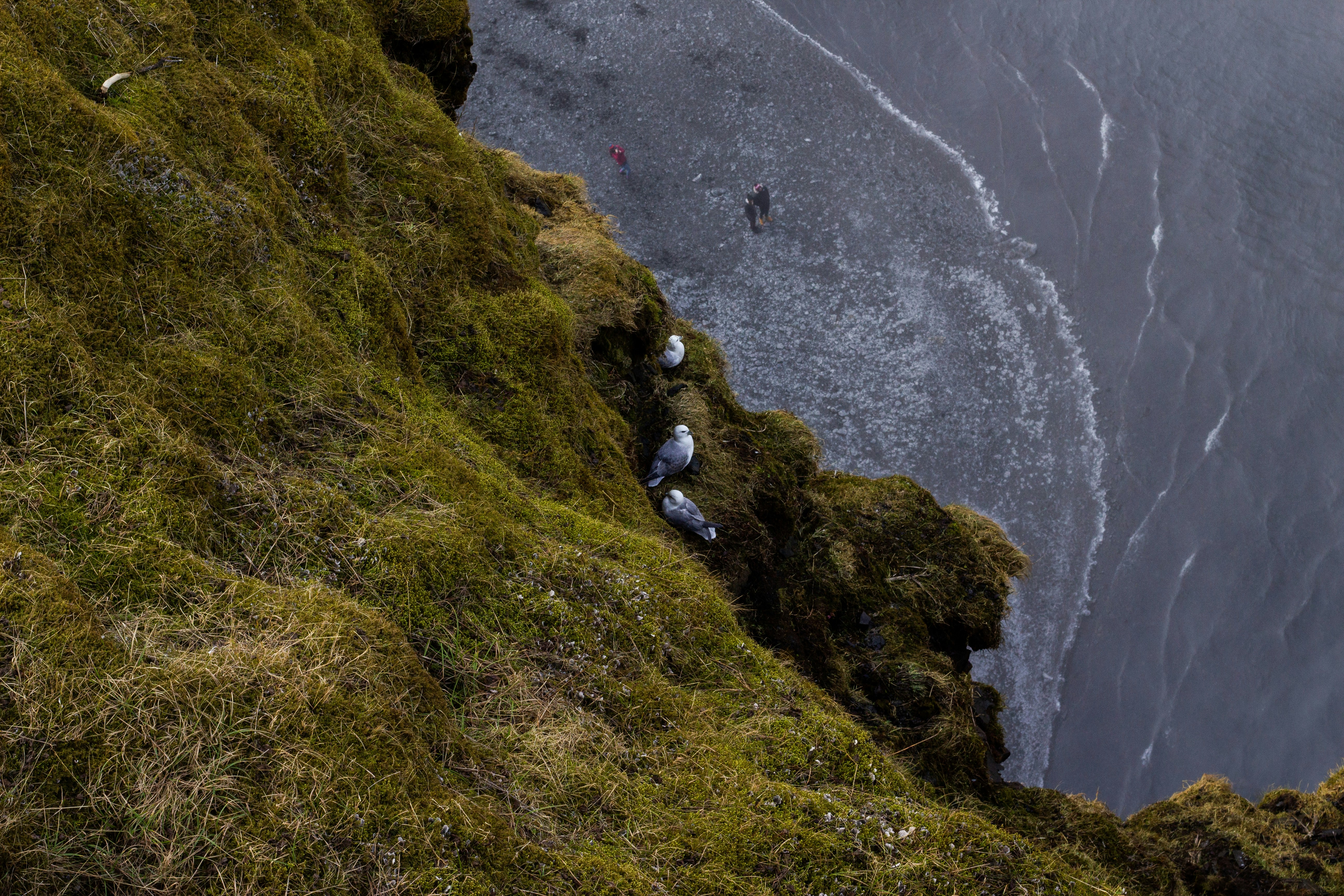 Mossy Cliff Edge: Seabirds Perched Over the Dark Sea