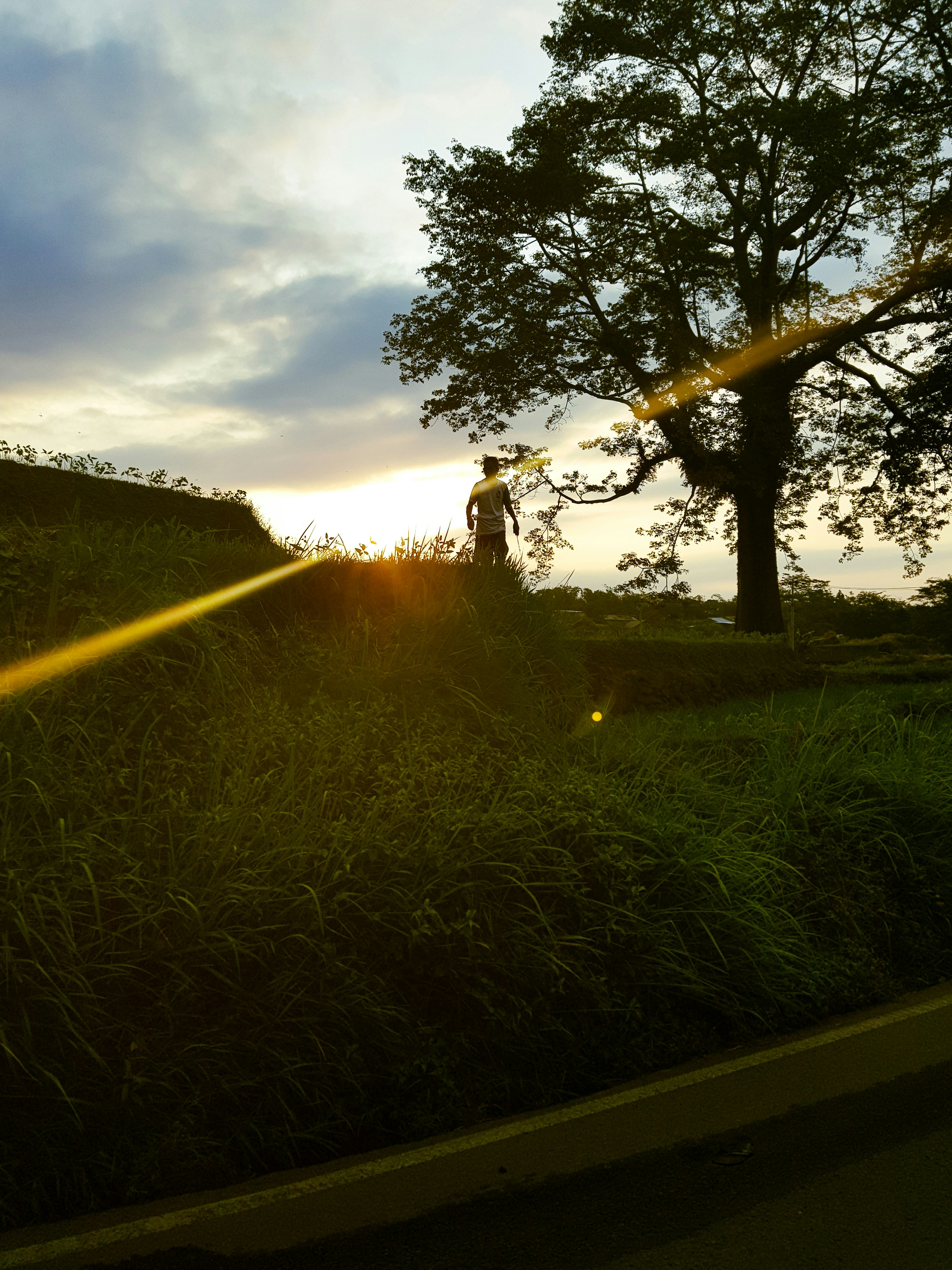 Golden Hour Silhouette: Lone Figure Beneath the Whispering Tree