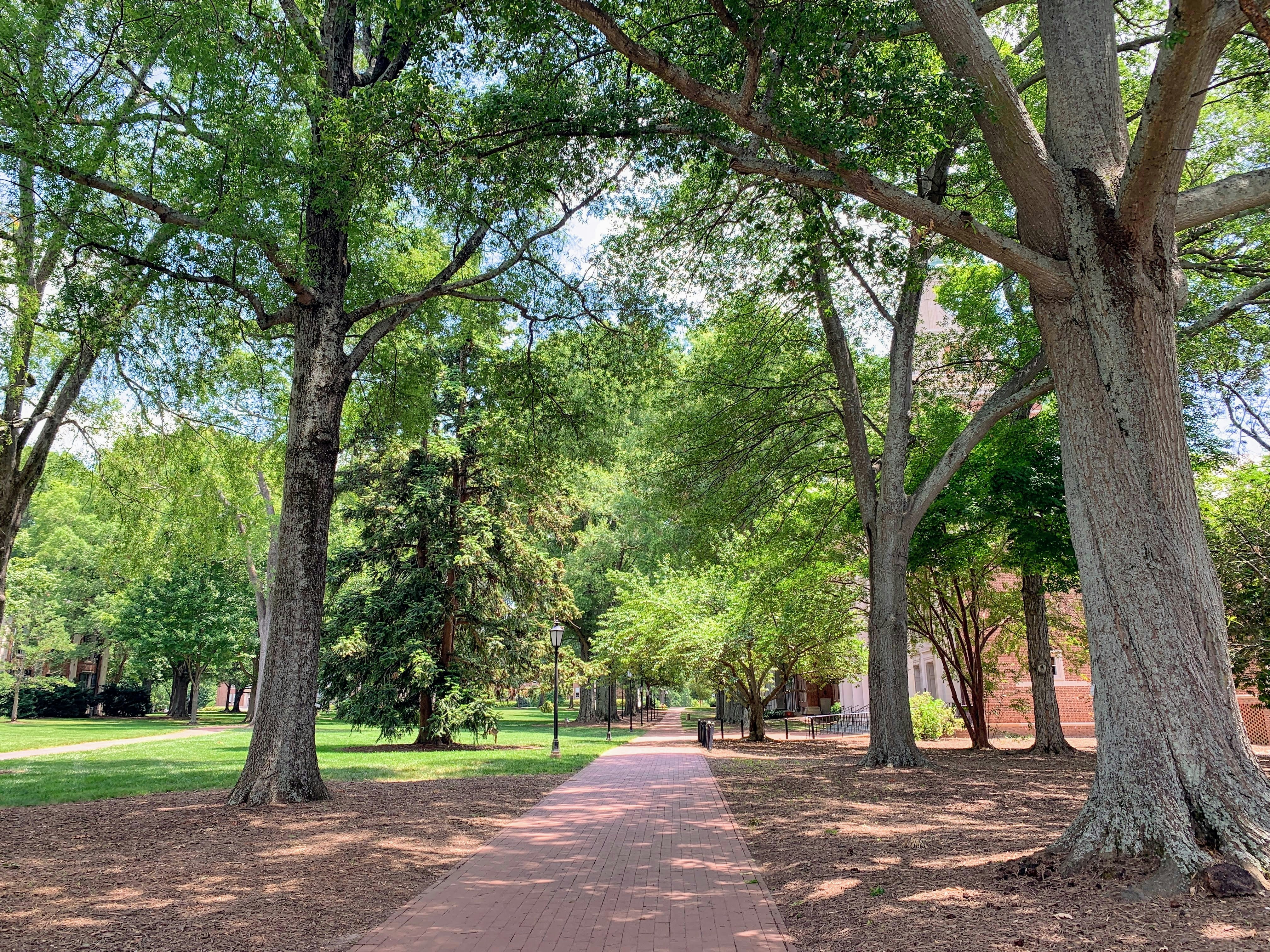 Green trees besides concrete pathways photo – Free Davidson college ...