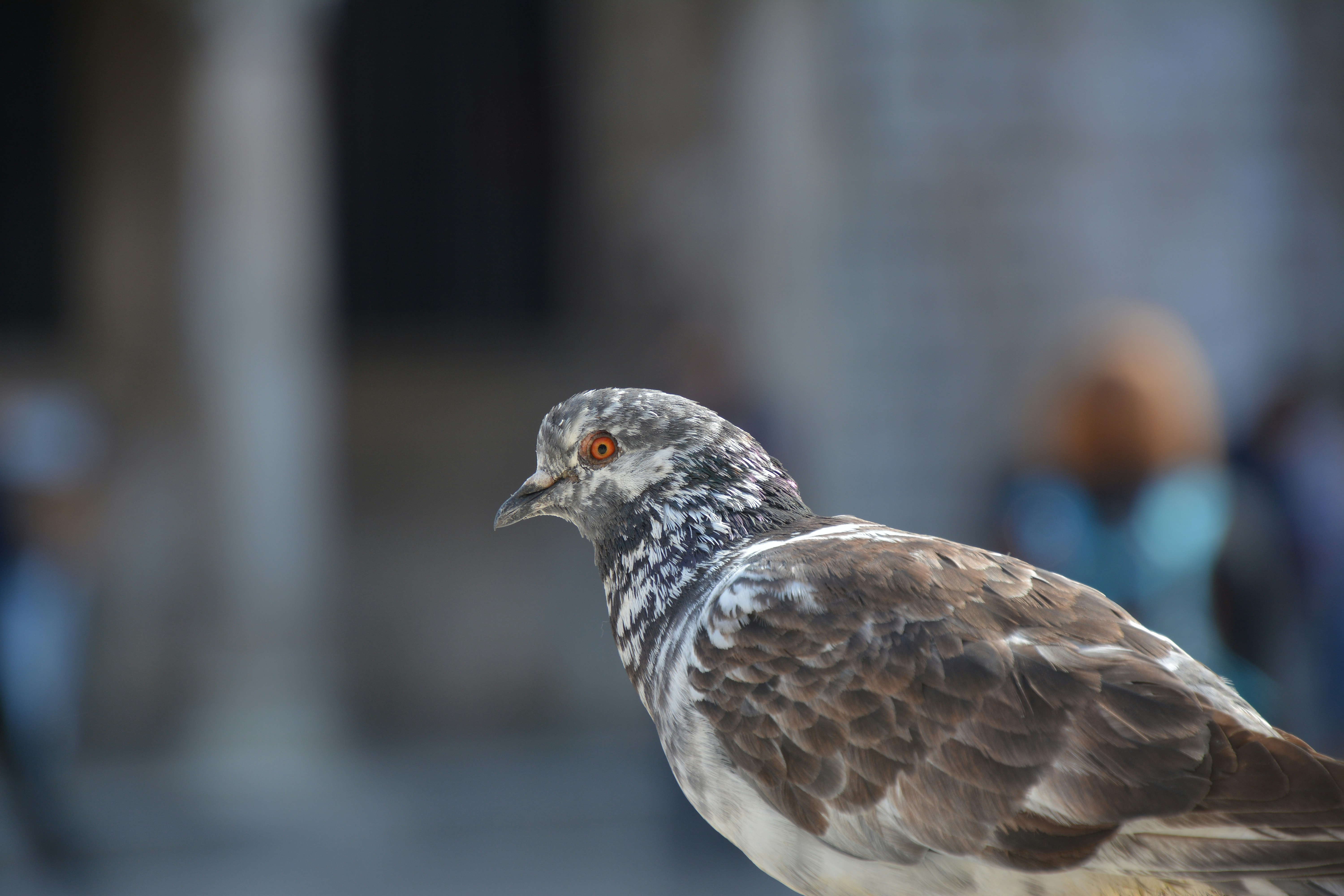 Close-up of a pigeon with striking orange eyes perched in a bustling city square, showcasing urban wildlife amidst human activity.