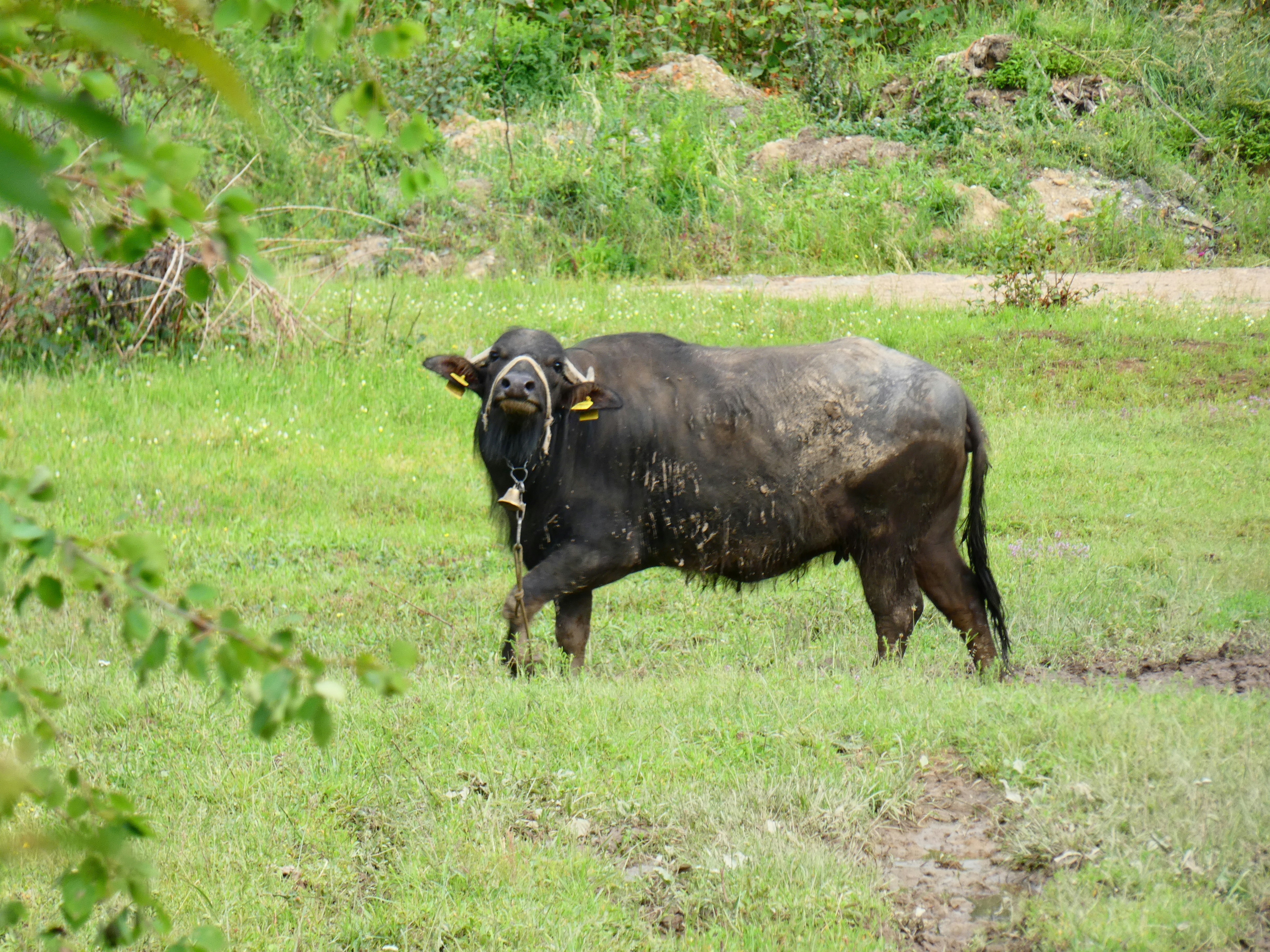 black coated cow walking on grass field