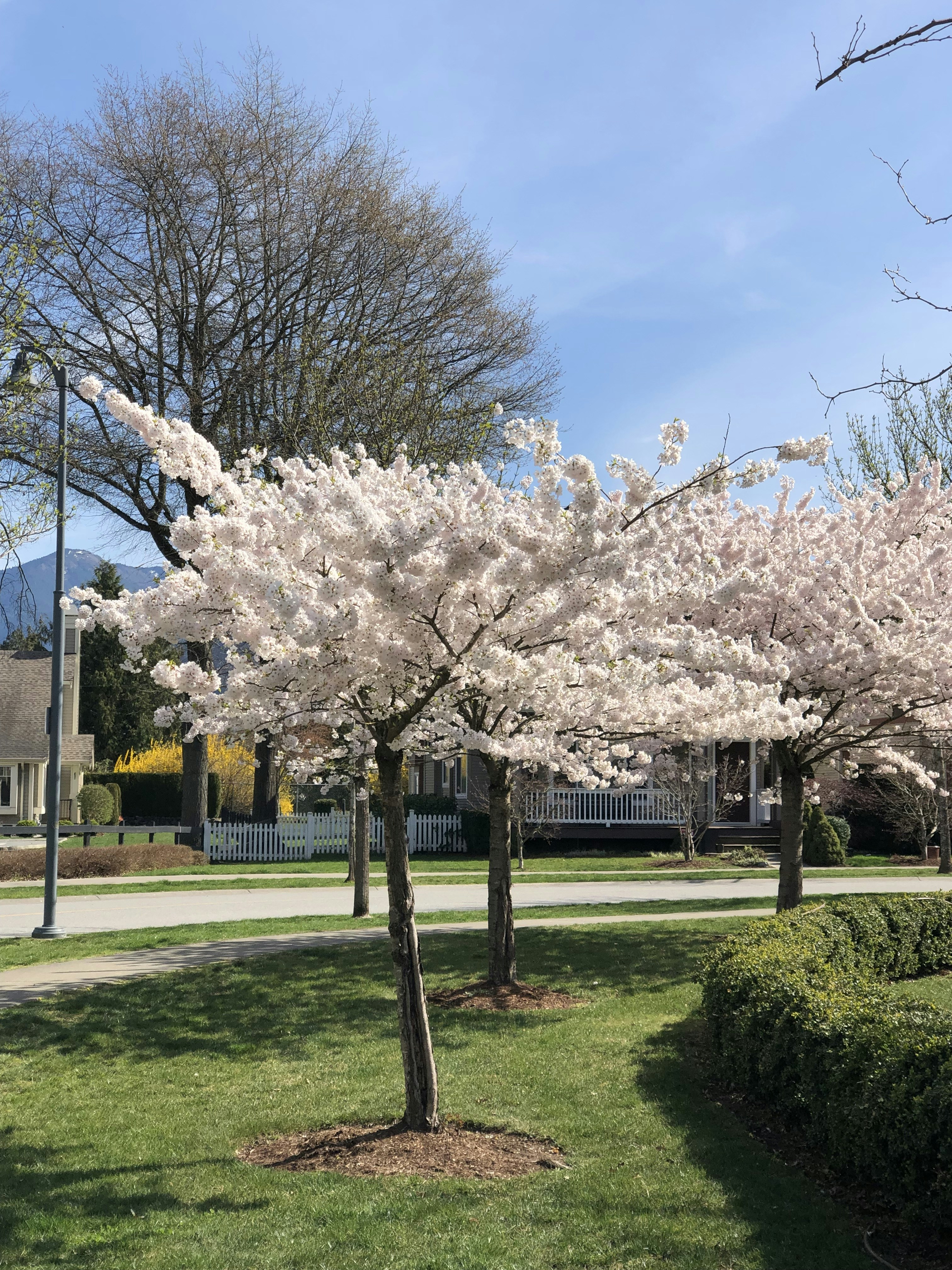 Cherry blossom trees adorned with delicate pink flowers in a vibrant park setting, showcasing the beauty of spring. 
