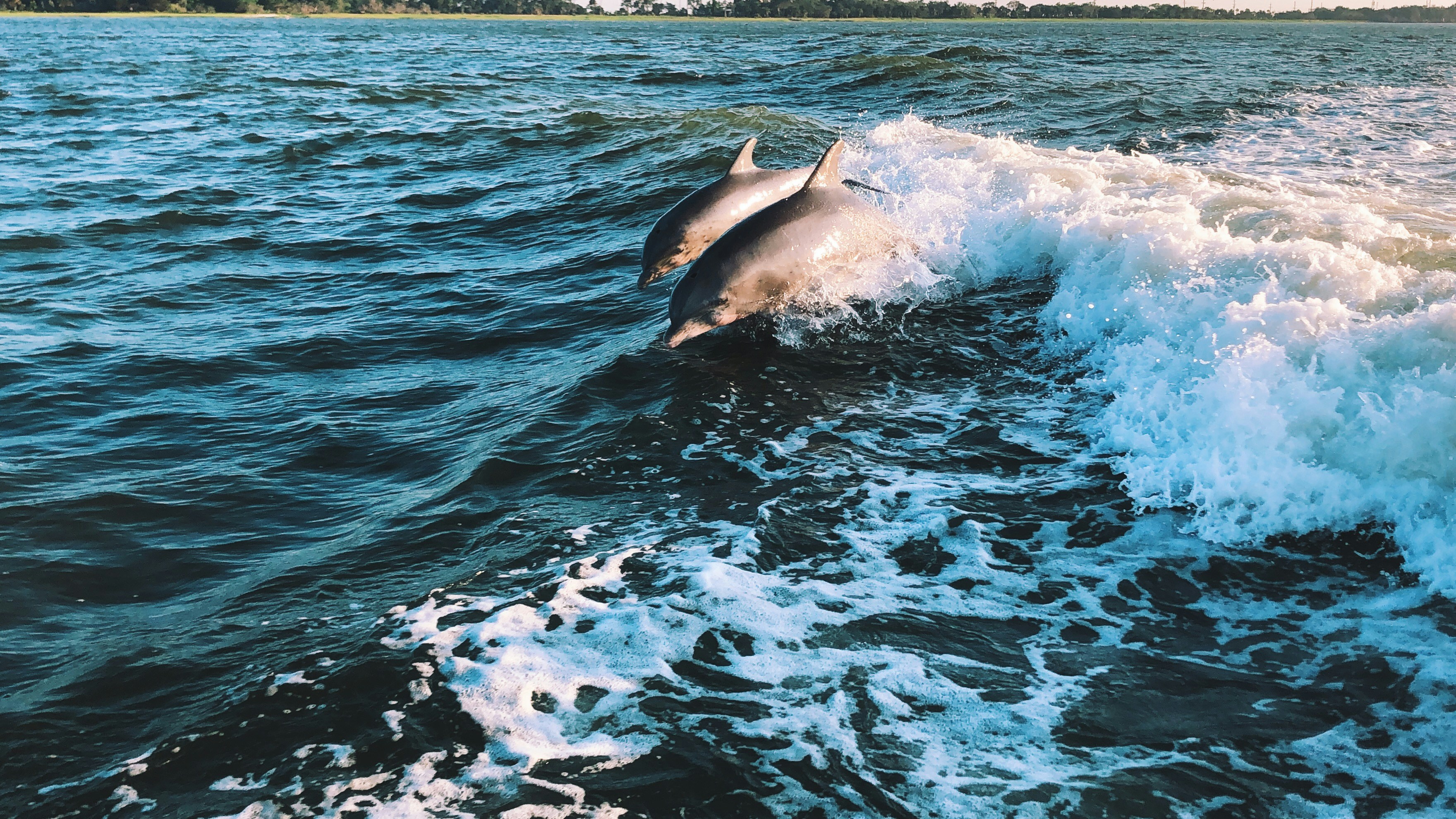 Two dolphins gracefully leaping through the surf, creating splashes against a backdrop of rolling waves and a serene horizon.