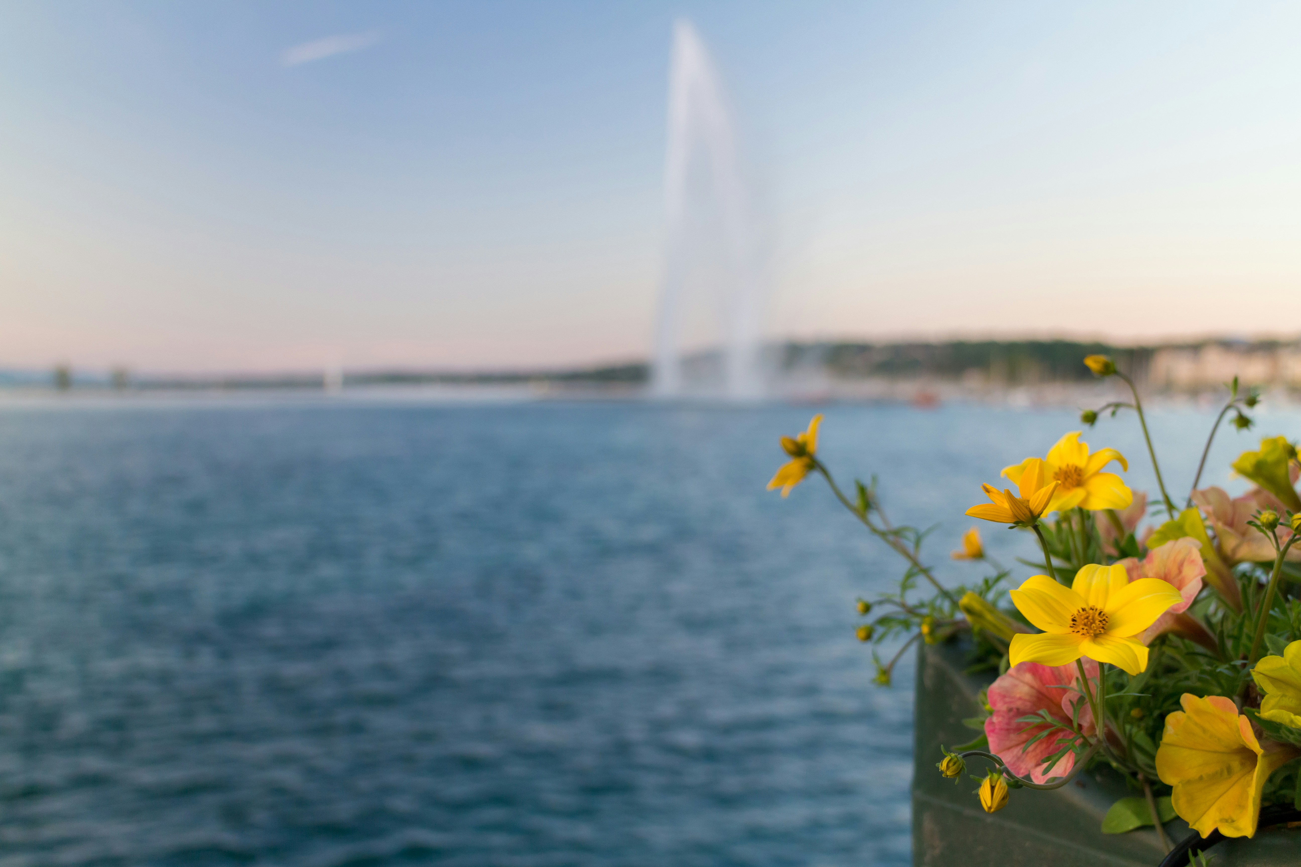 Sunlit Bouquet by the Lake