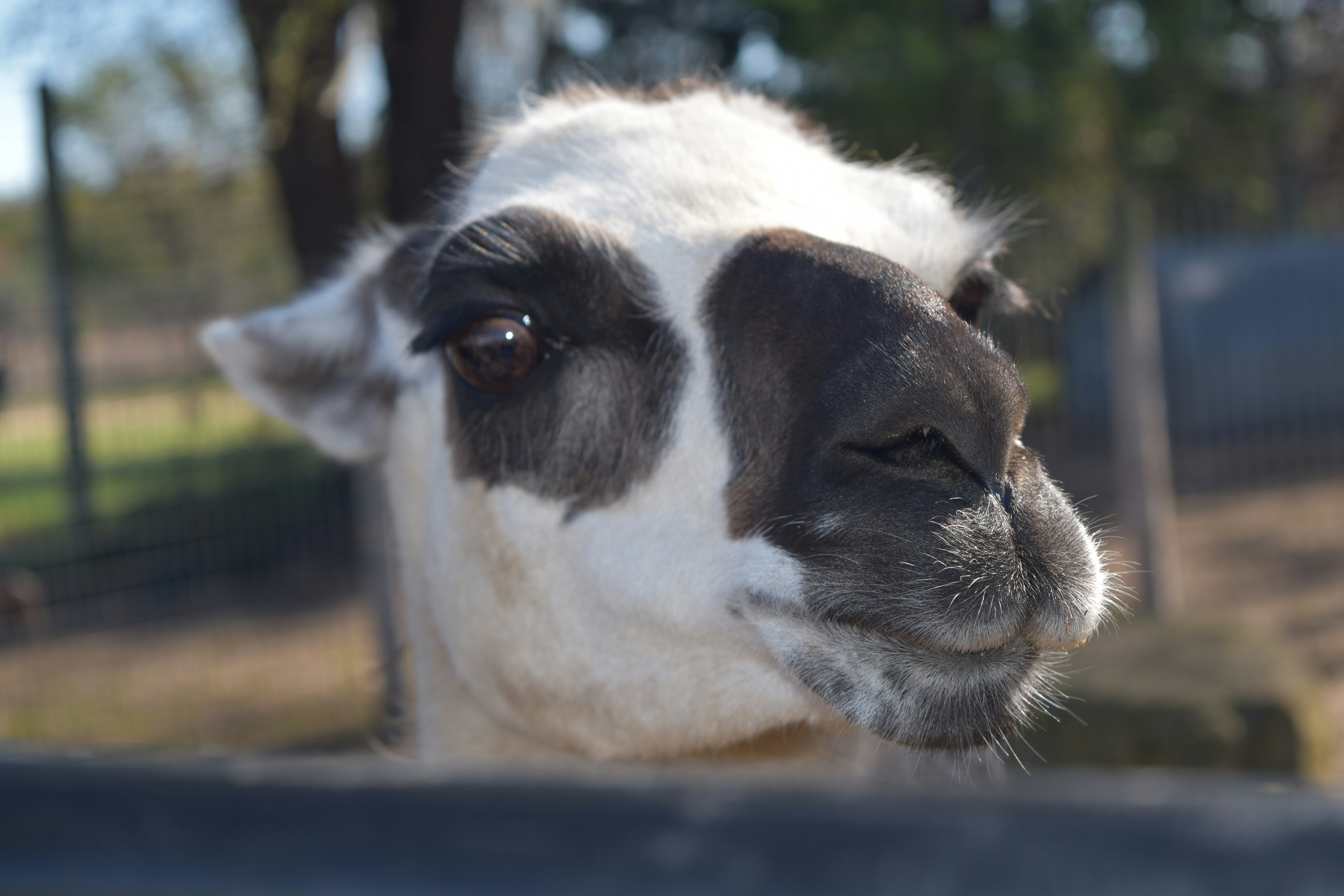 Nose-to-Glass Gaze: An Alpaca Portrait by the Fence