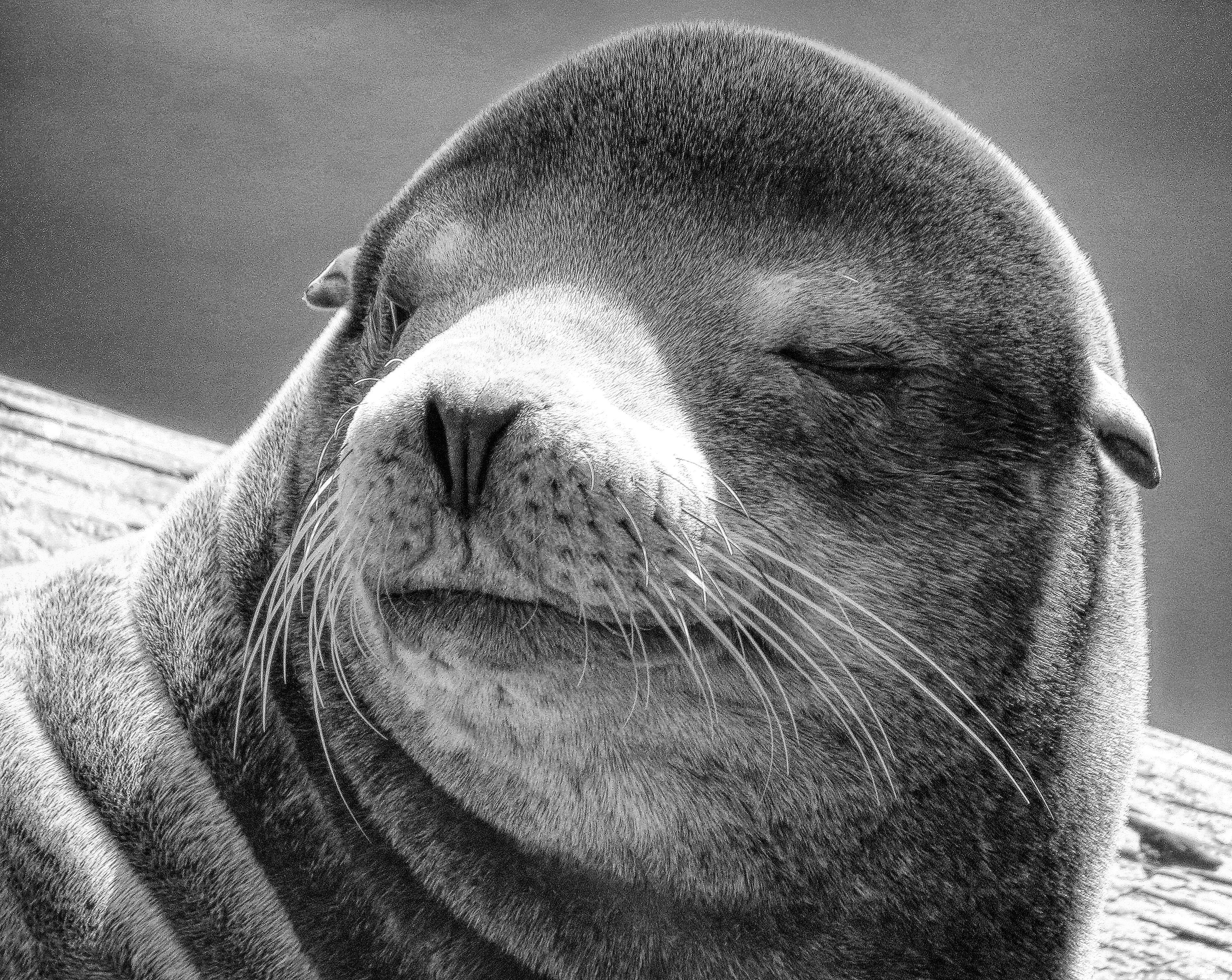 Grayscale close-up of a seal with closed eyes, resting peacefully.