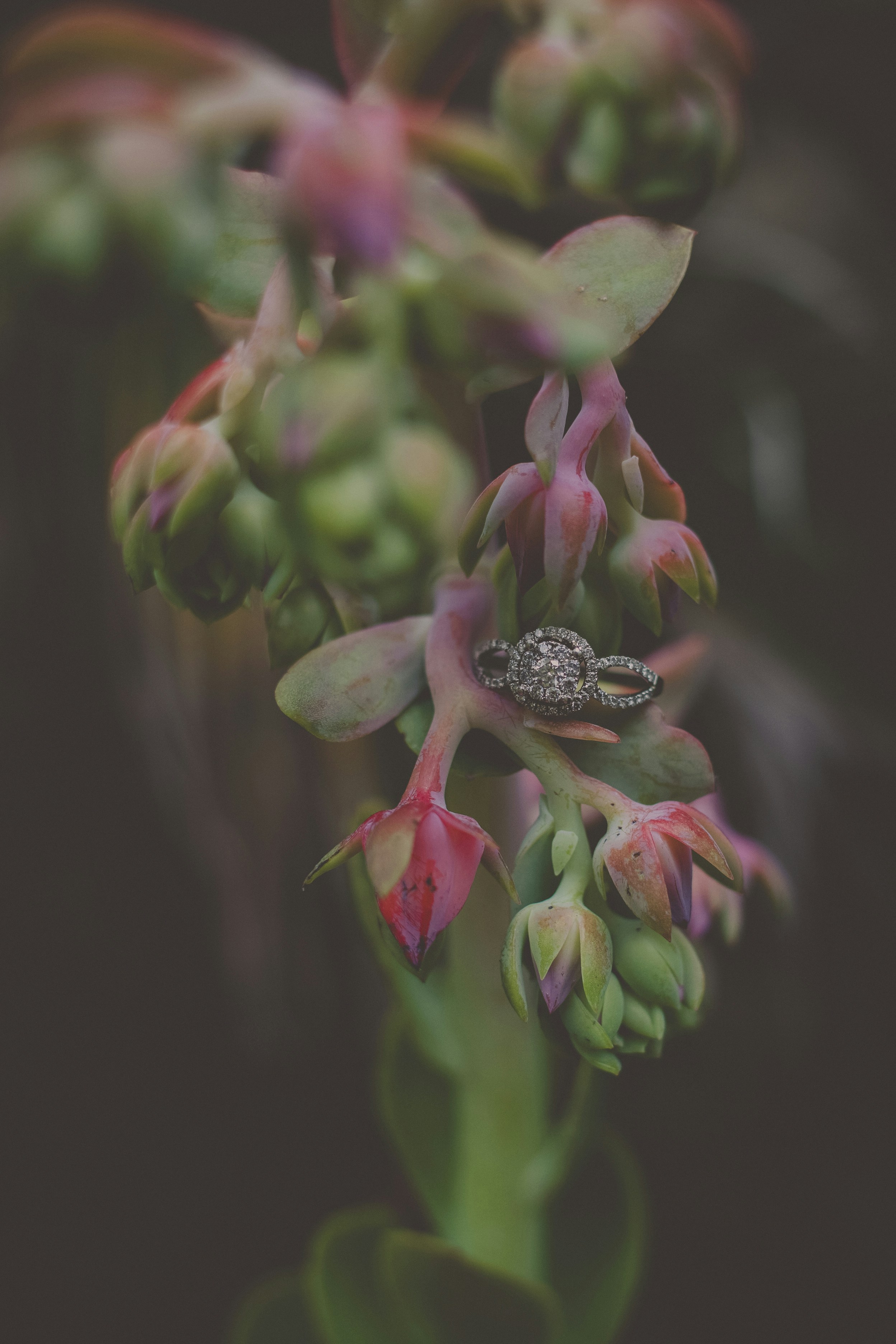 Diamond in the Petal Clump: A Quiet Sparkle Among Blooming Buds