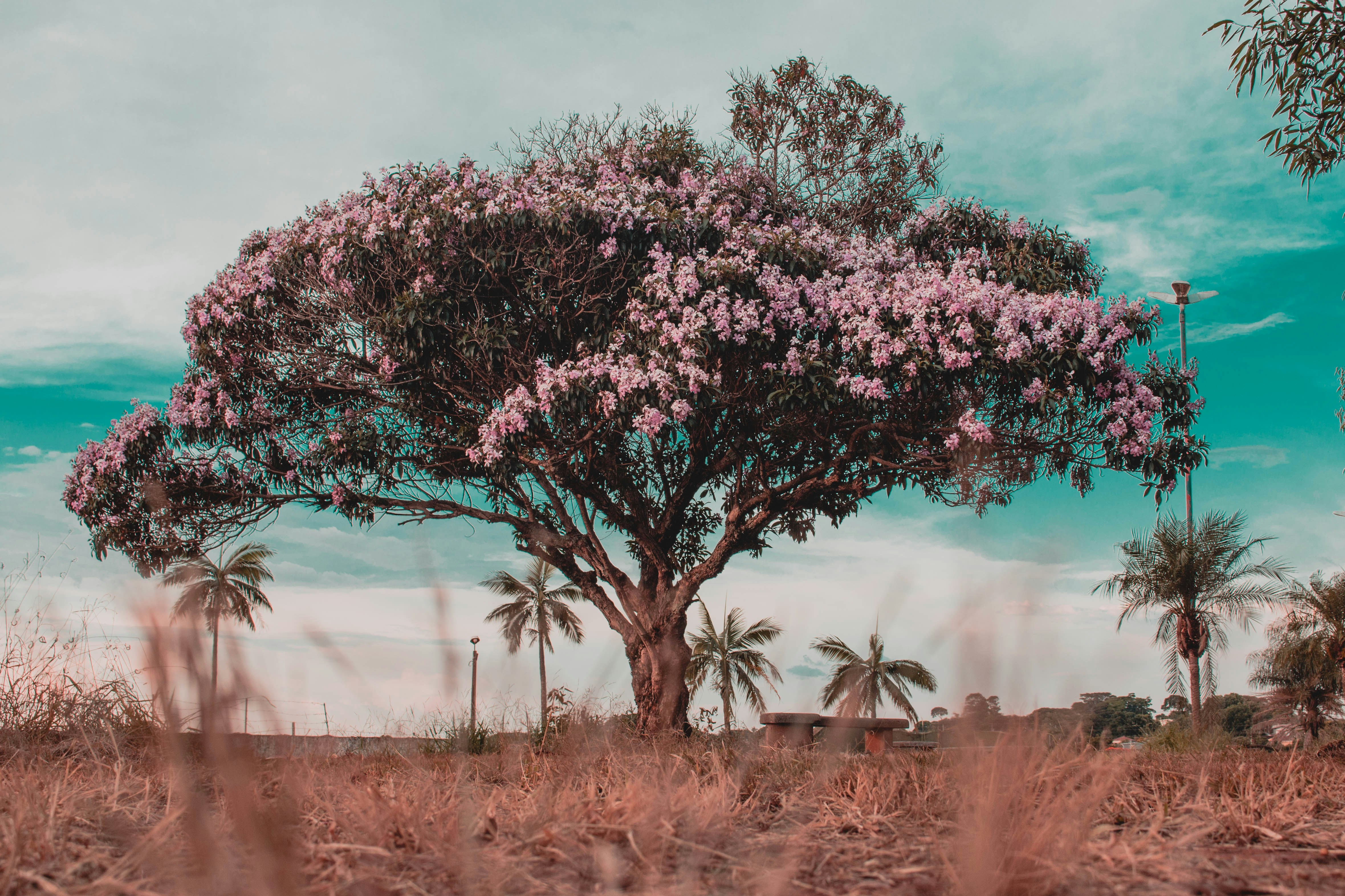 Blossoms Against a Tropical Backdrop