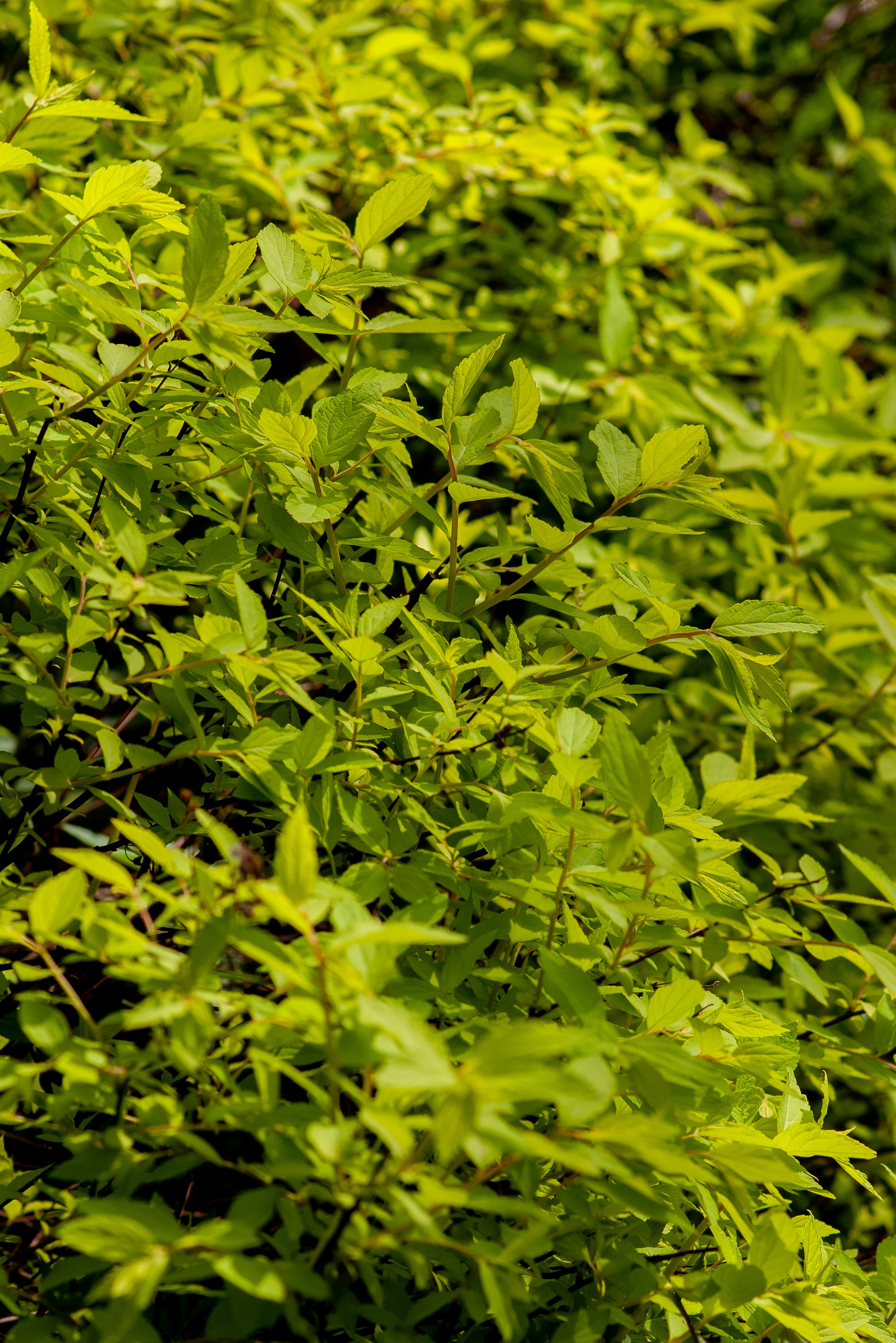 Vibrant green leaves create a lush tapestry, showcasing the beauty of foliage in natural light.