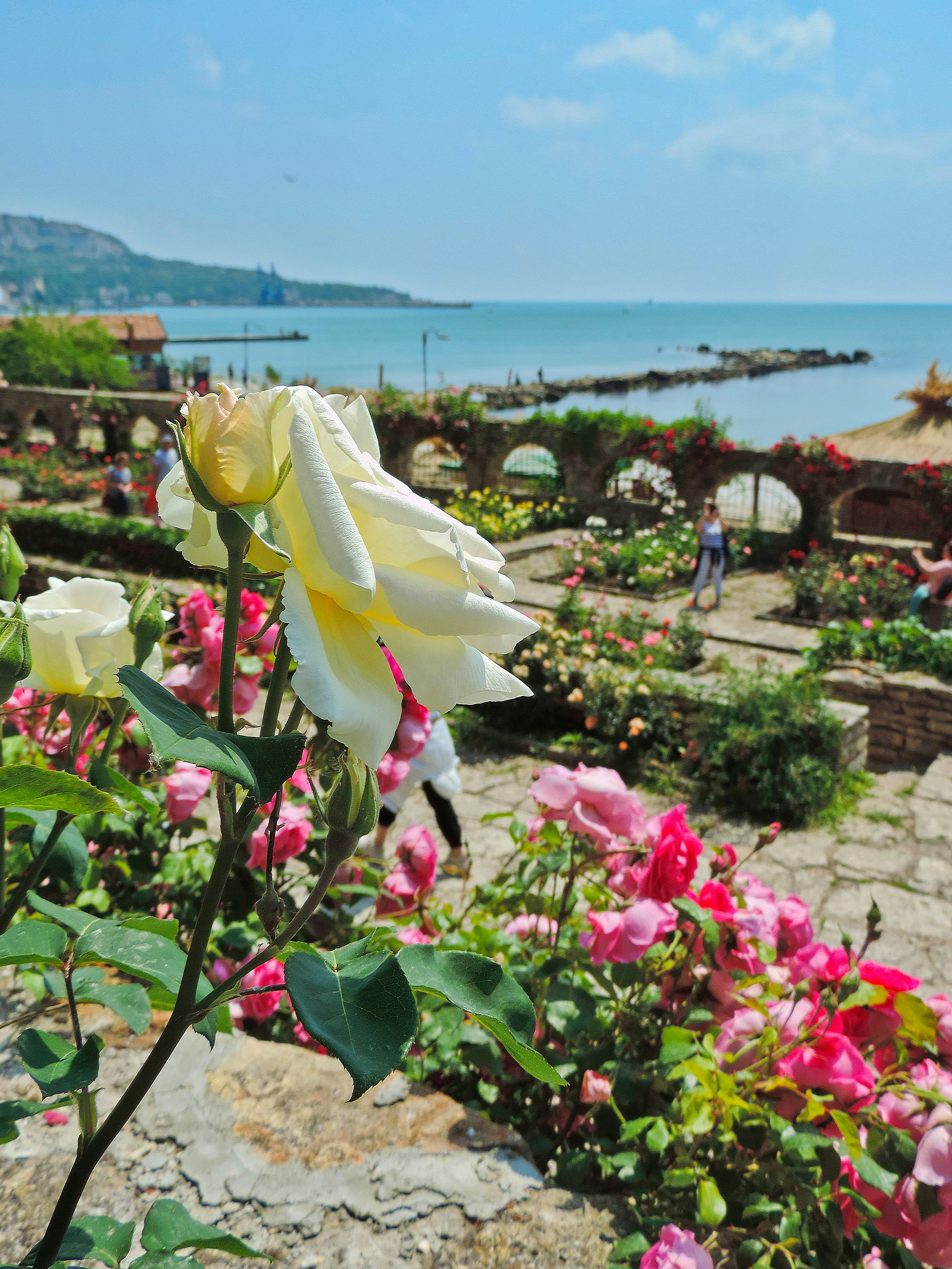 A close-up of a white rose amidst vibrant pink blooms, overlooking a tranquil seaside garden. The scene captures the harmony of nature and leisure.