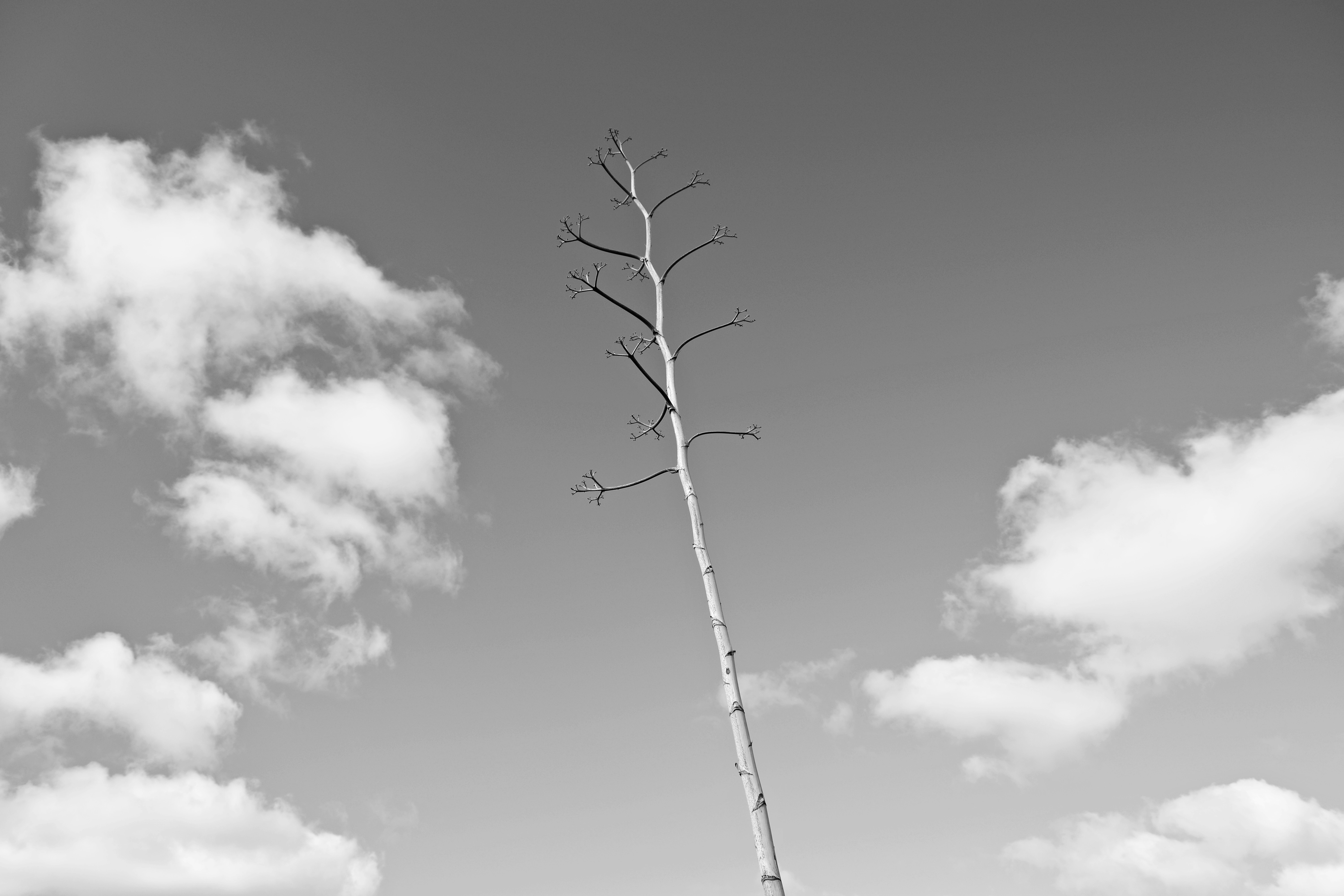 Alta flor de cactus en monocromo | bare tree