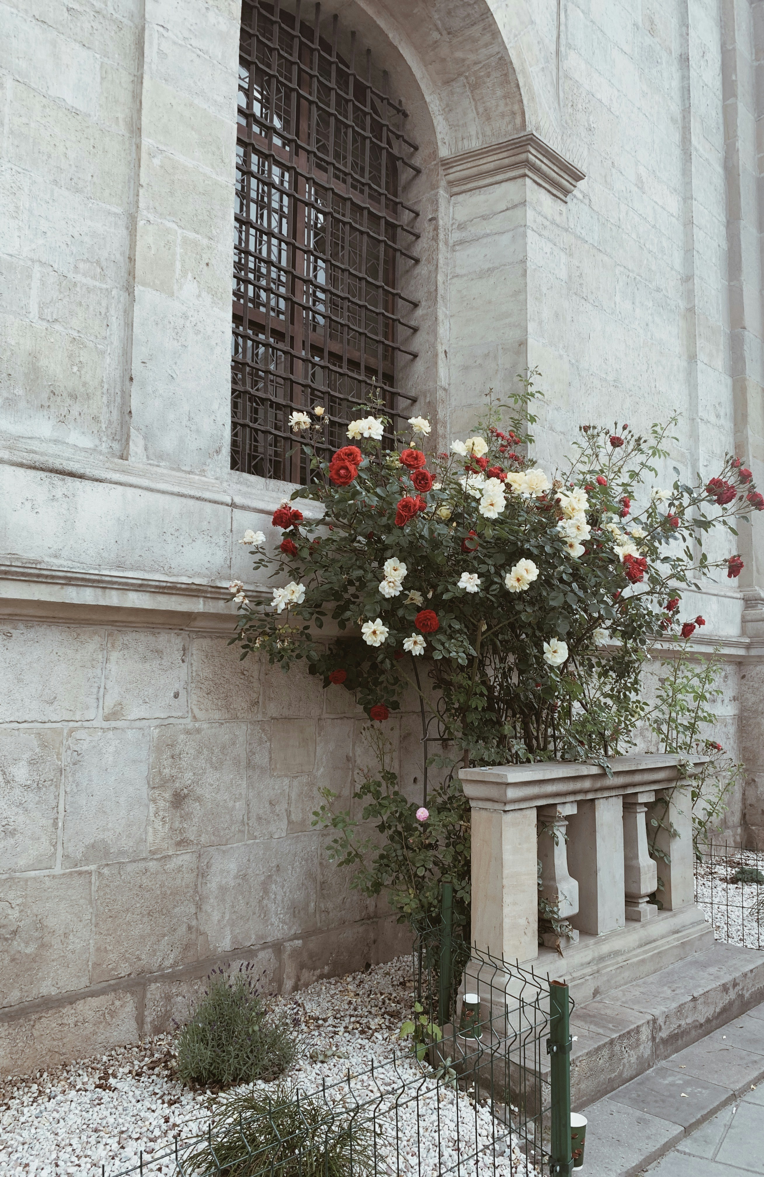 Vibrant roses bloom beside a weathered stone wall, framed by an ornate window grill, showcasing a blend of nature and architecture.