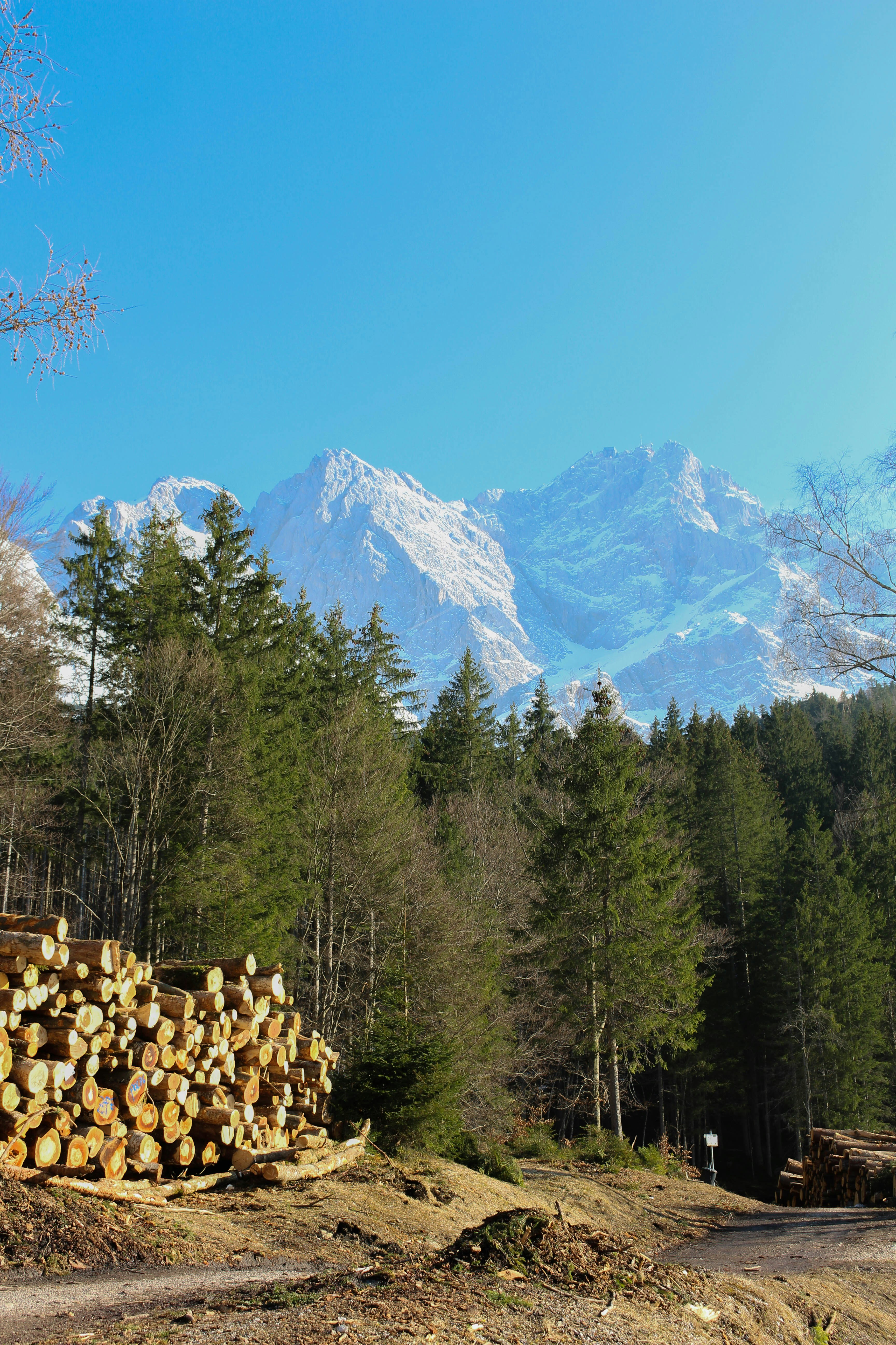 Timber Piles at Forest Edge with Snow-Capped Peaks Under a Clear Blue Sky