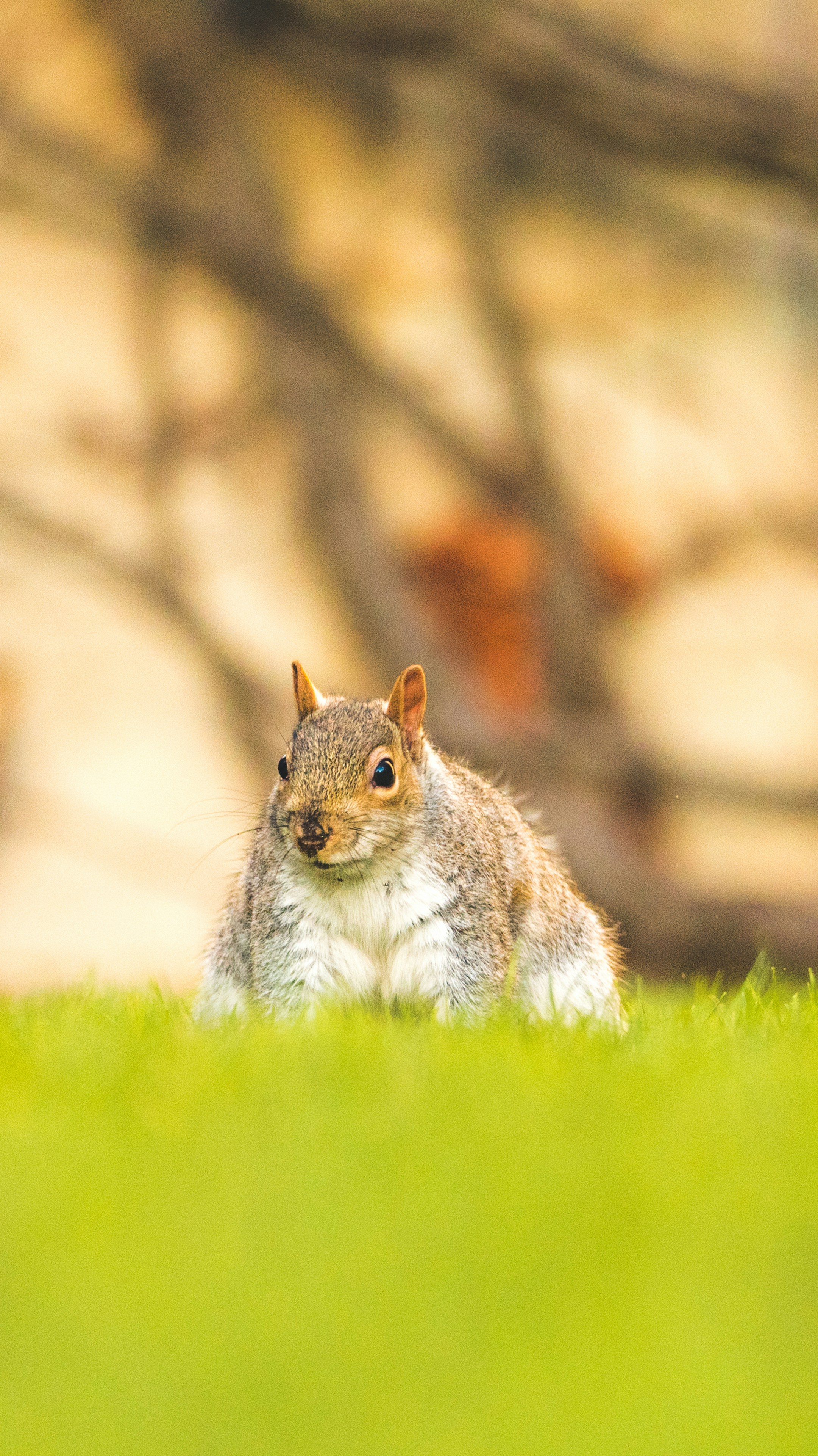 Sunlit Pause on the Lawn: A Squirrel's Quiet Vigil