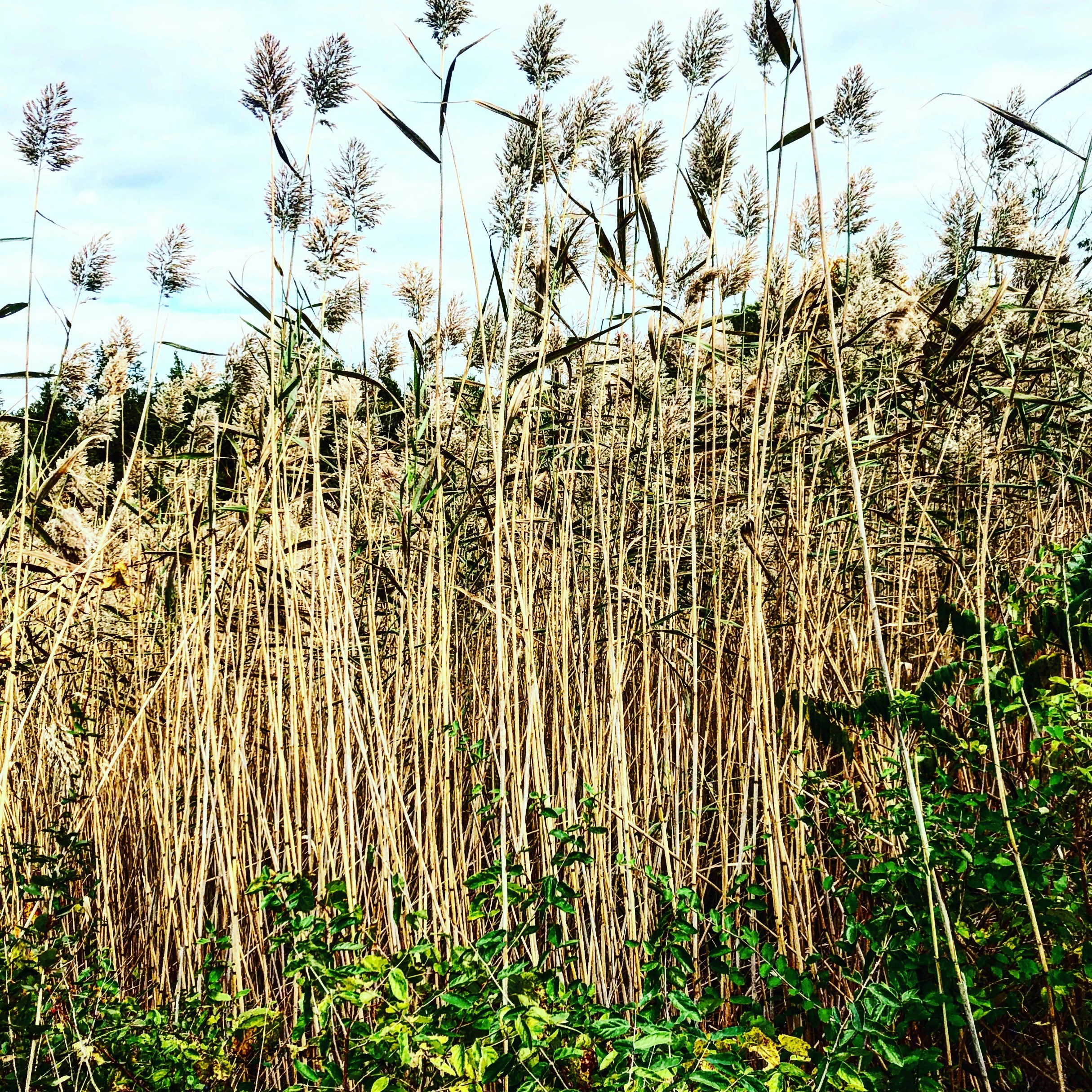 Reeds at noon: a sunlit field of cattails and green undergrowth