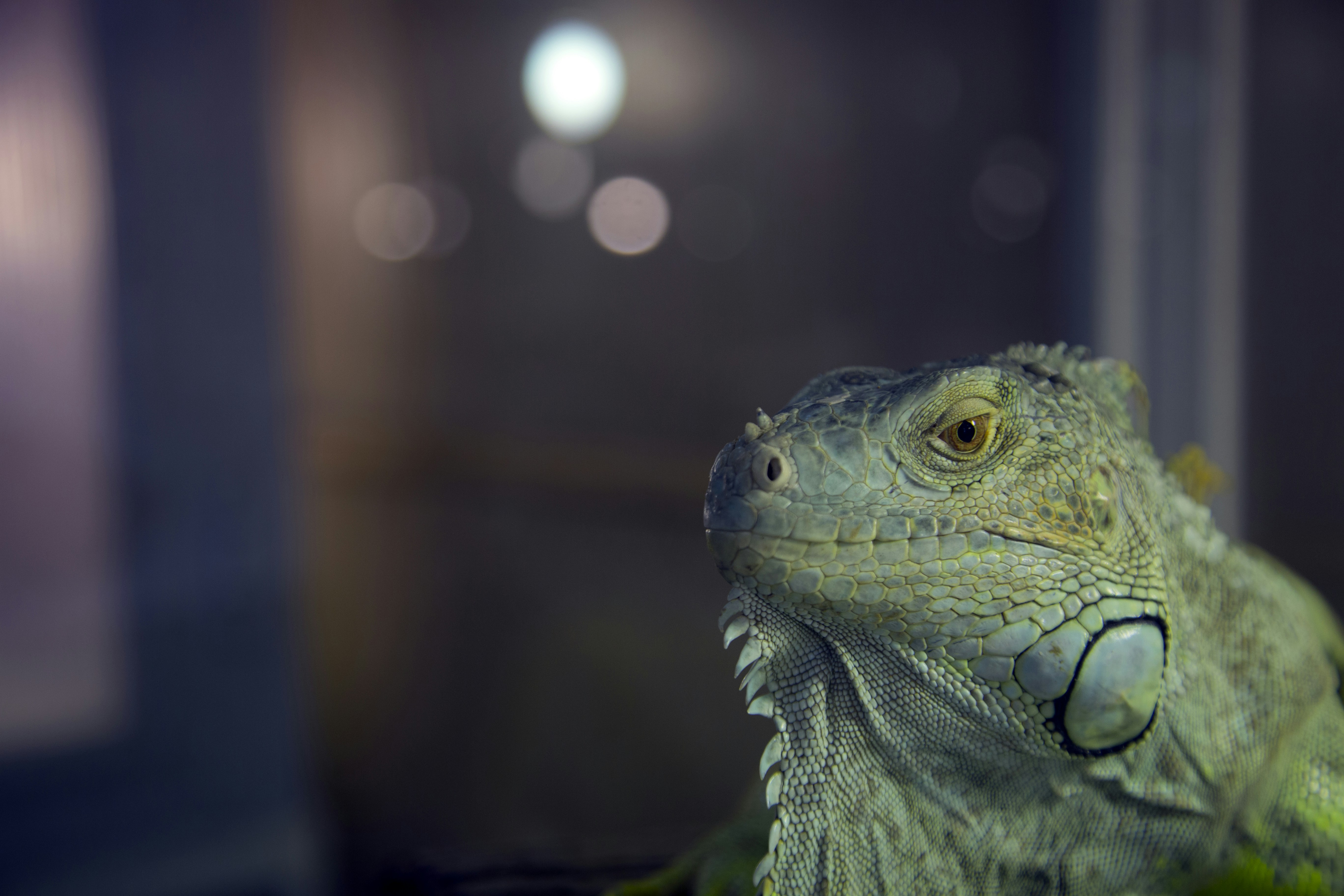 Glimpse Through Glass: The Iguana's Focused Gaze Under Neon Quiet