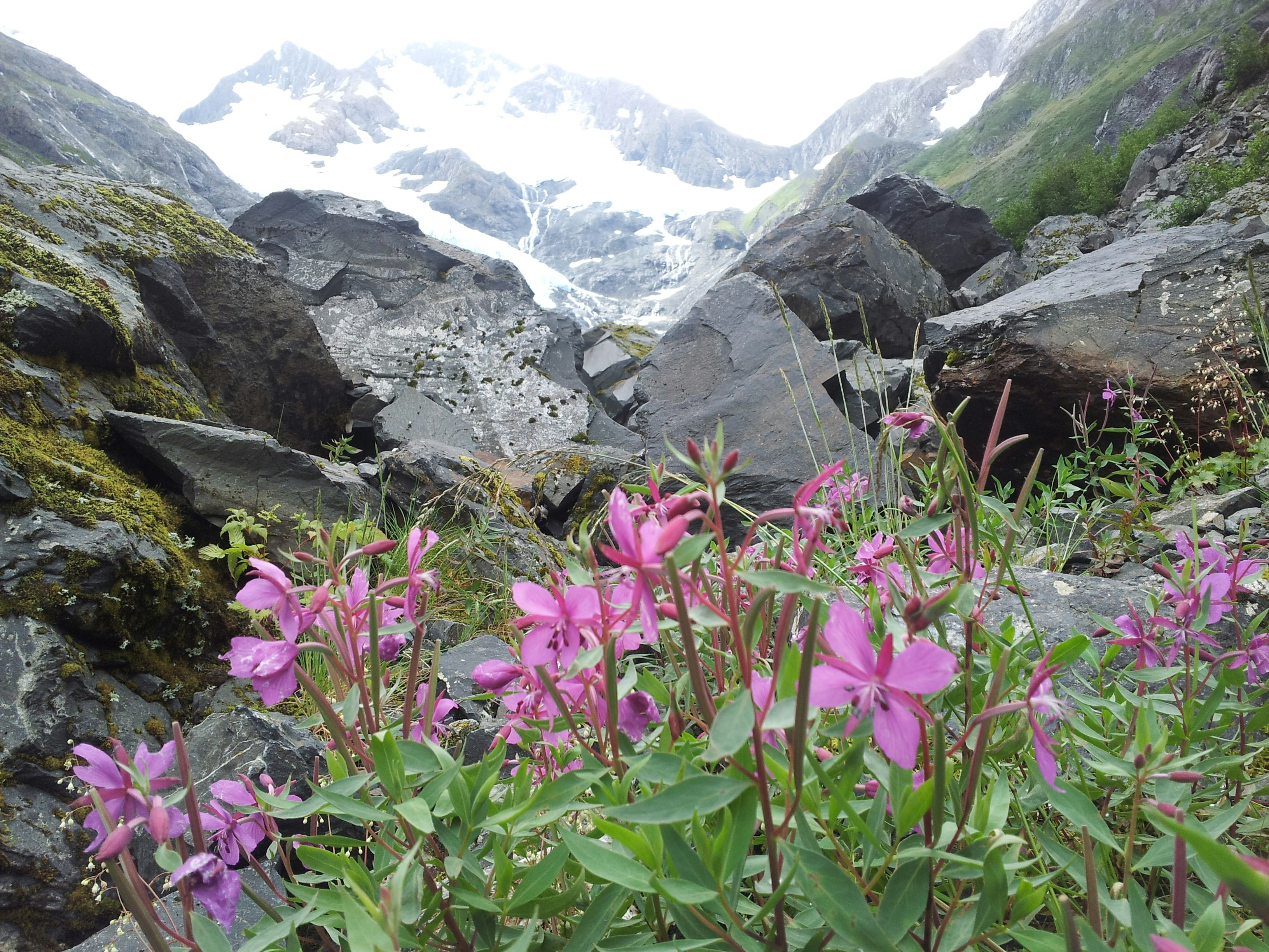 Vibrant pink flowers in the foreground with rugged mountain landscape in the distance.