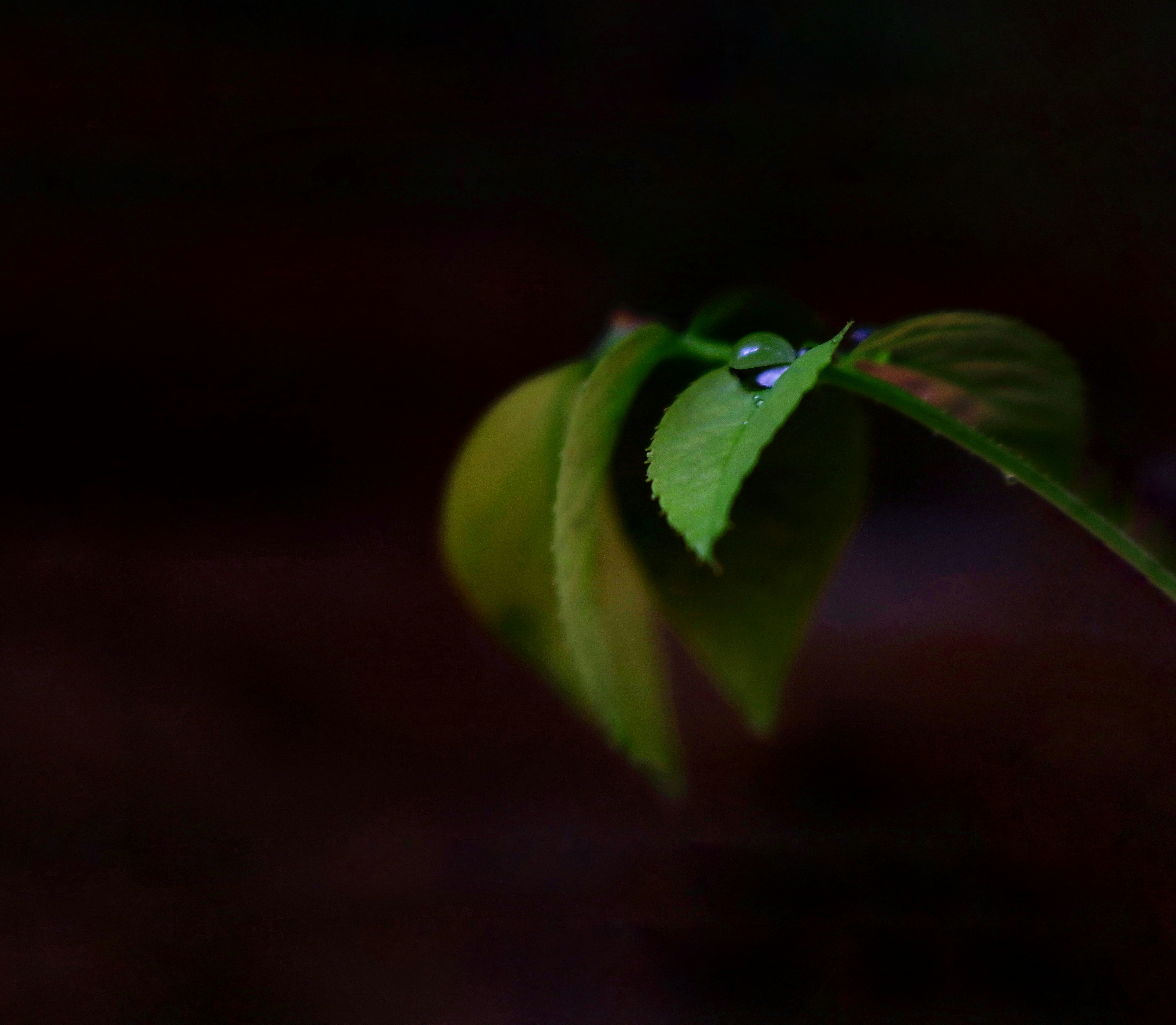Edge Cling: a dewdrop on a leaf in velvet shadow