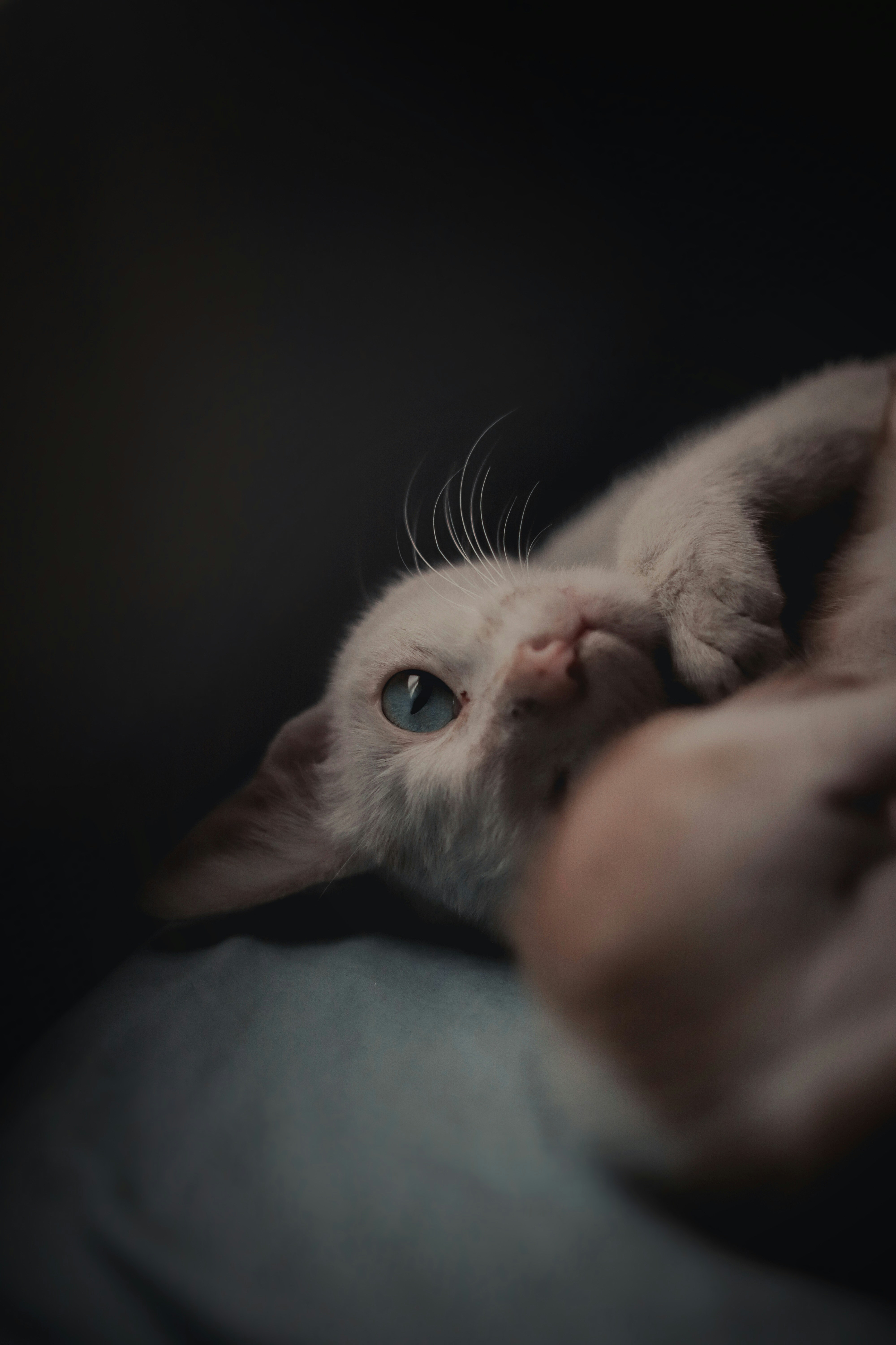 Selective focus photo of white cat photo – Free Cat Image on Unsplash