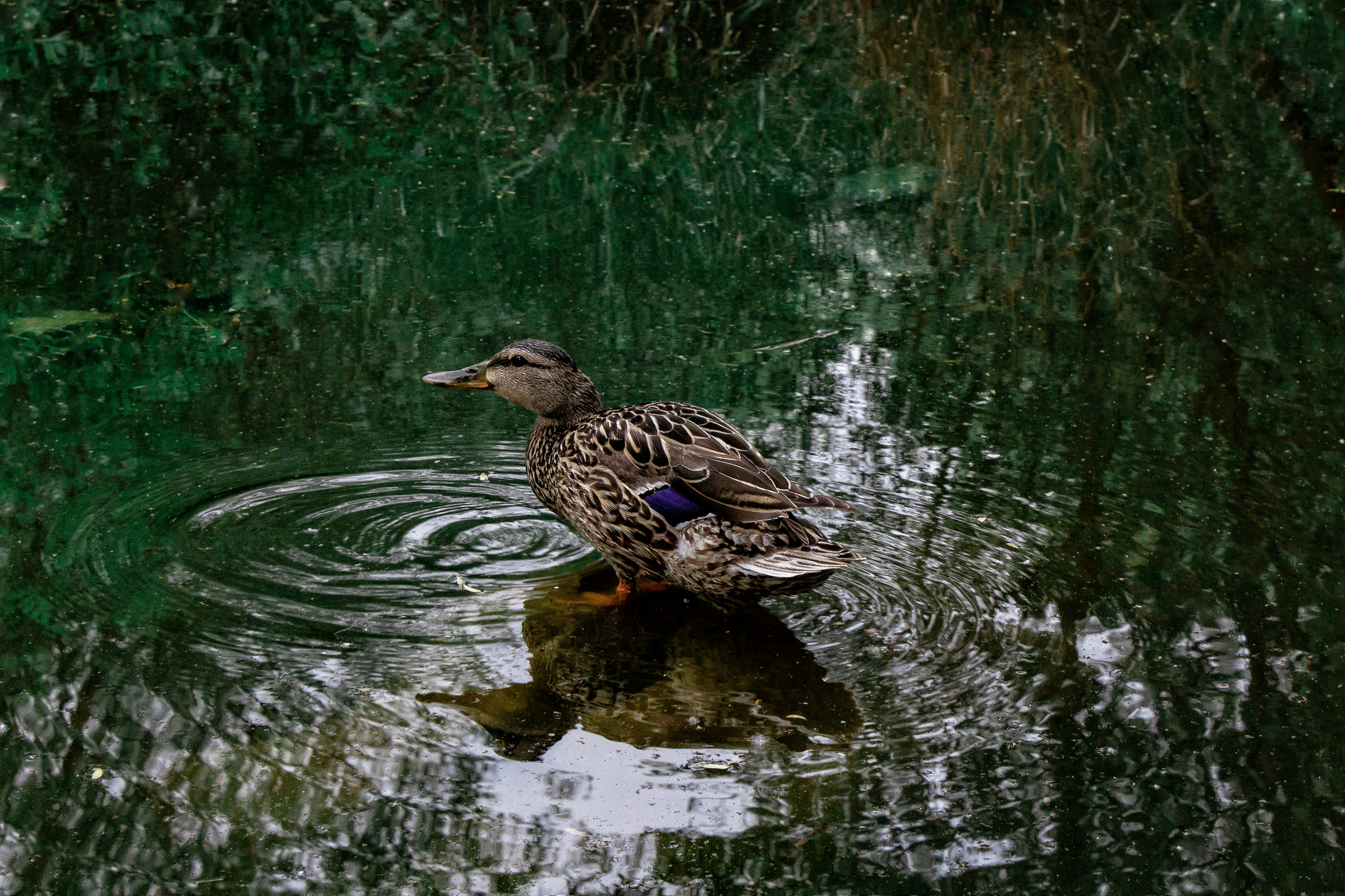 Mallard on a Mossy Rock: Ripples in a Quiet Forest Pool