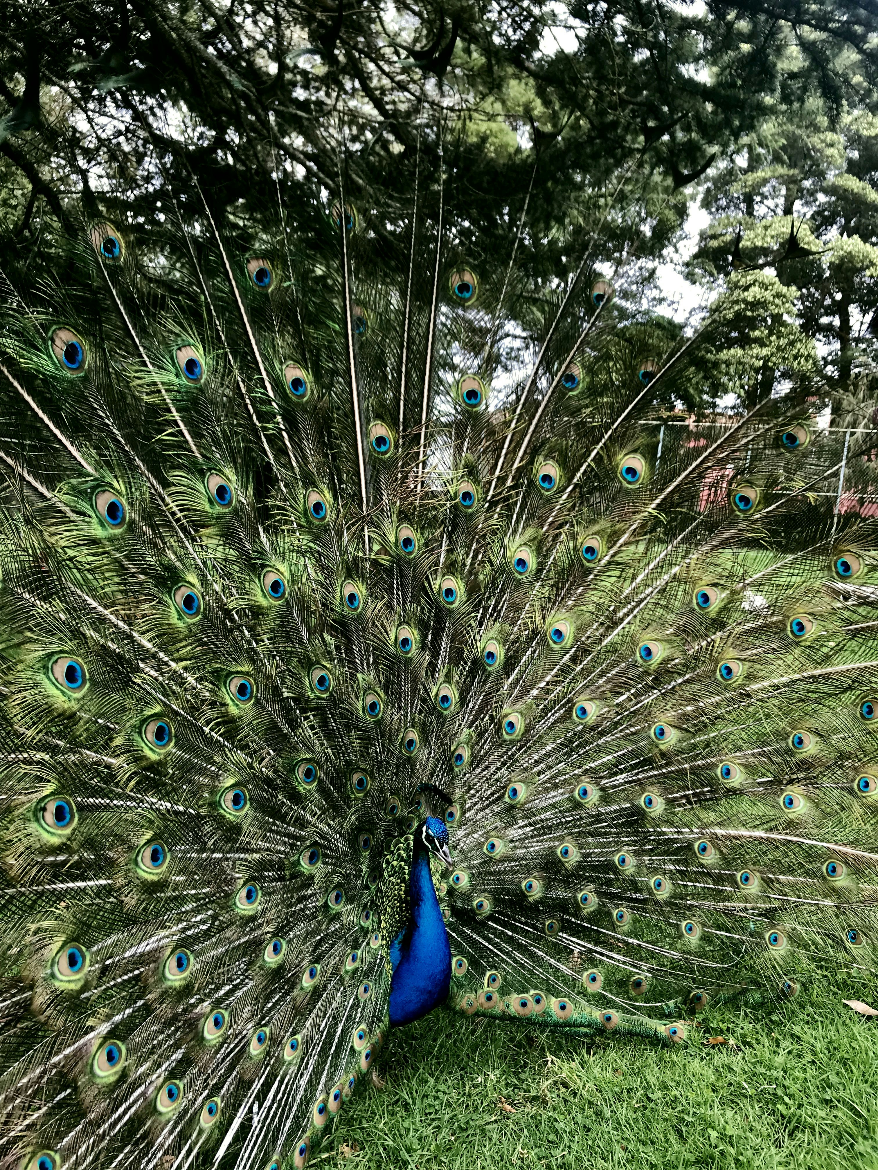 A peacock displaying its vibrant plumage, showcasing an array of iridescent feathers in a lush green setting.