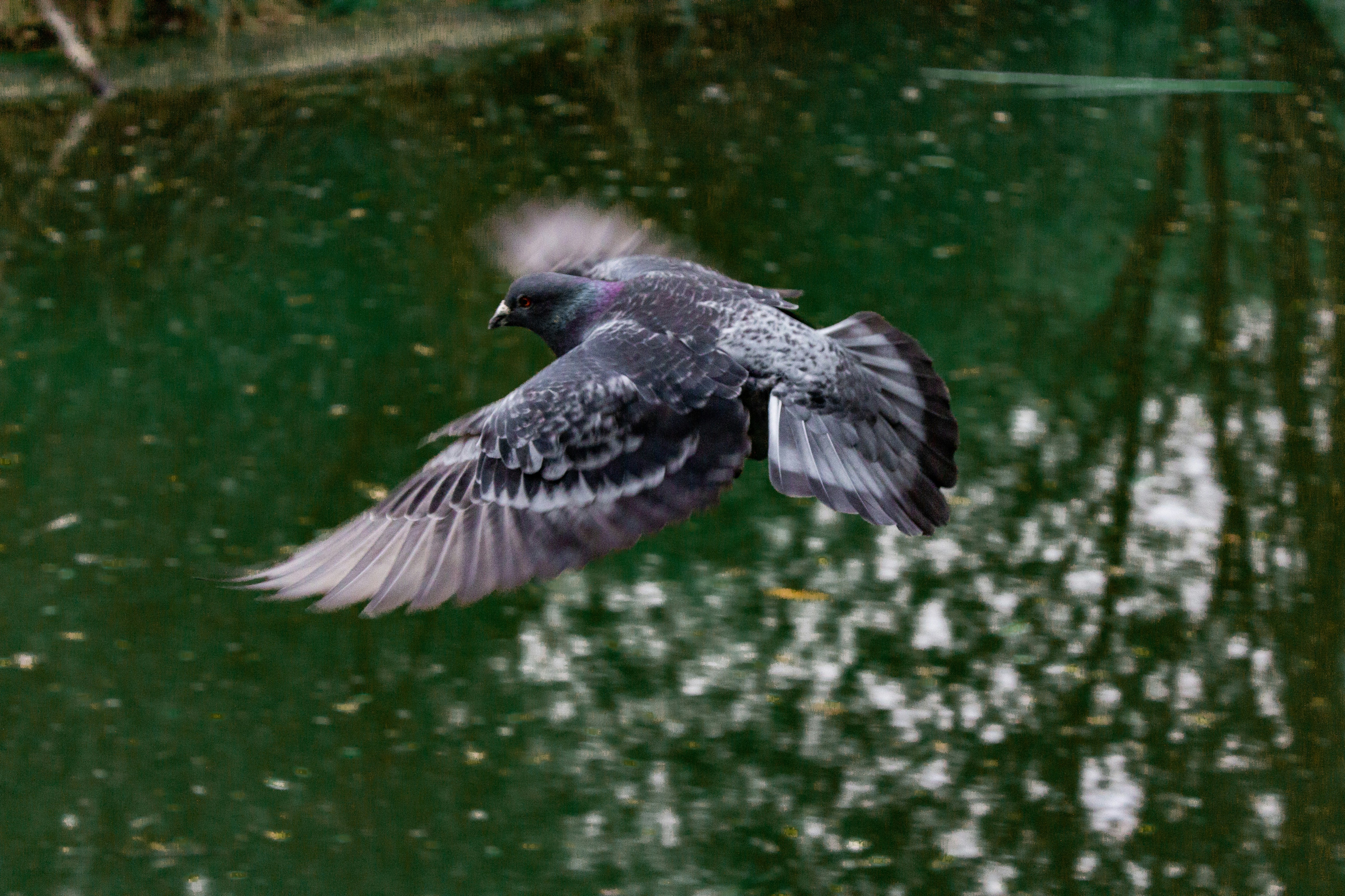 Wingbeat over a jade pond: a pigeon in mid-flight