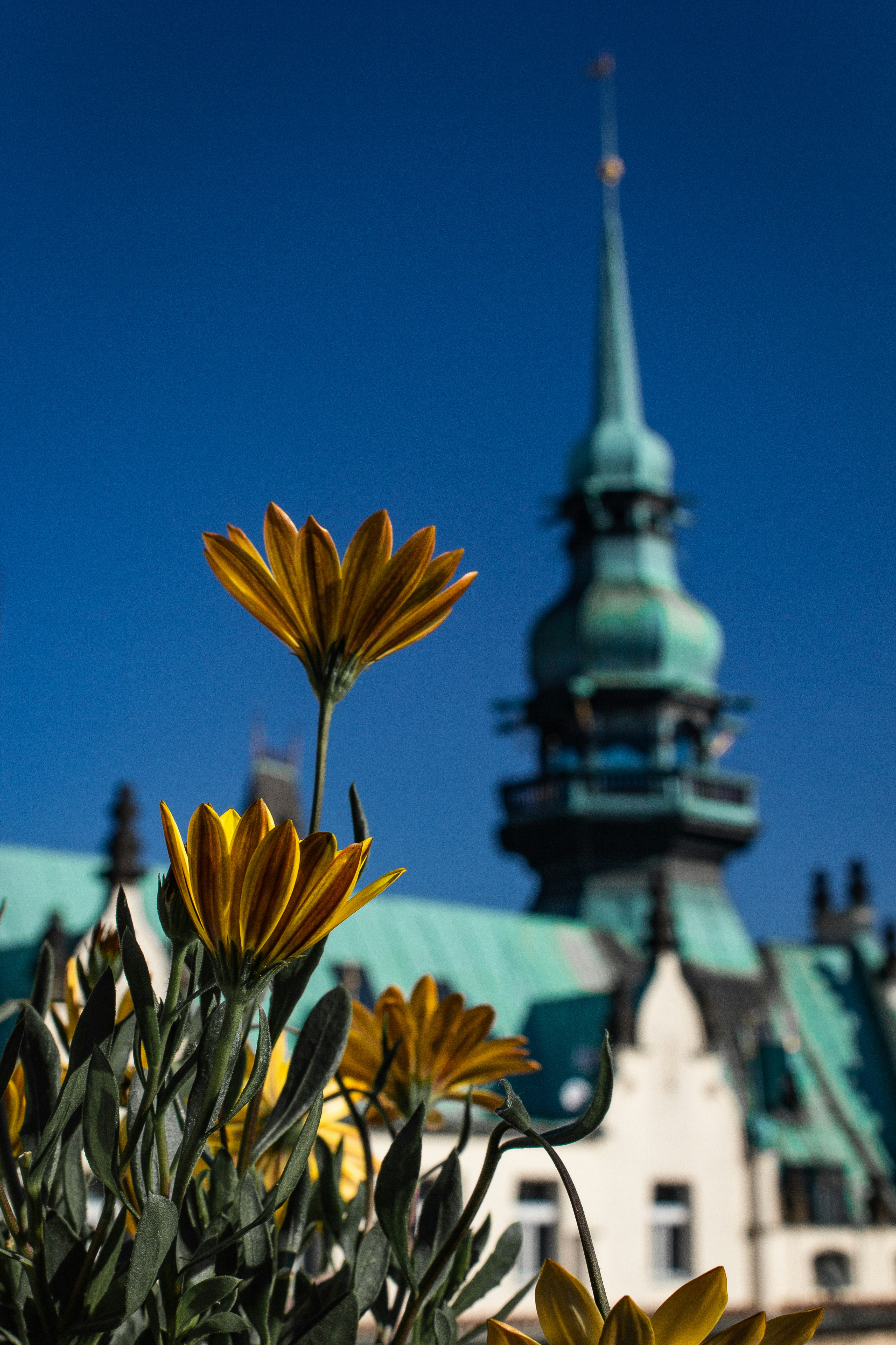 Floral Spotlight: Yellow Blooms Framing a Copper-Spired Cityscape