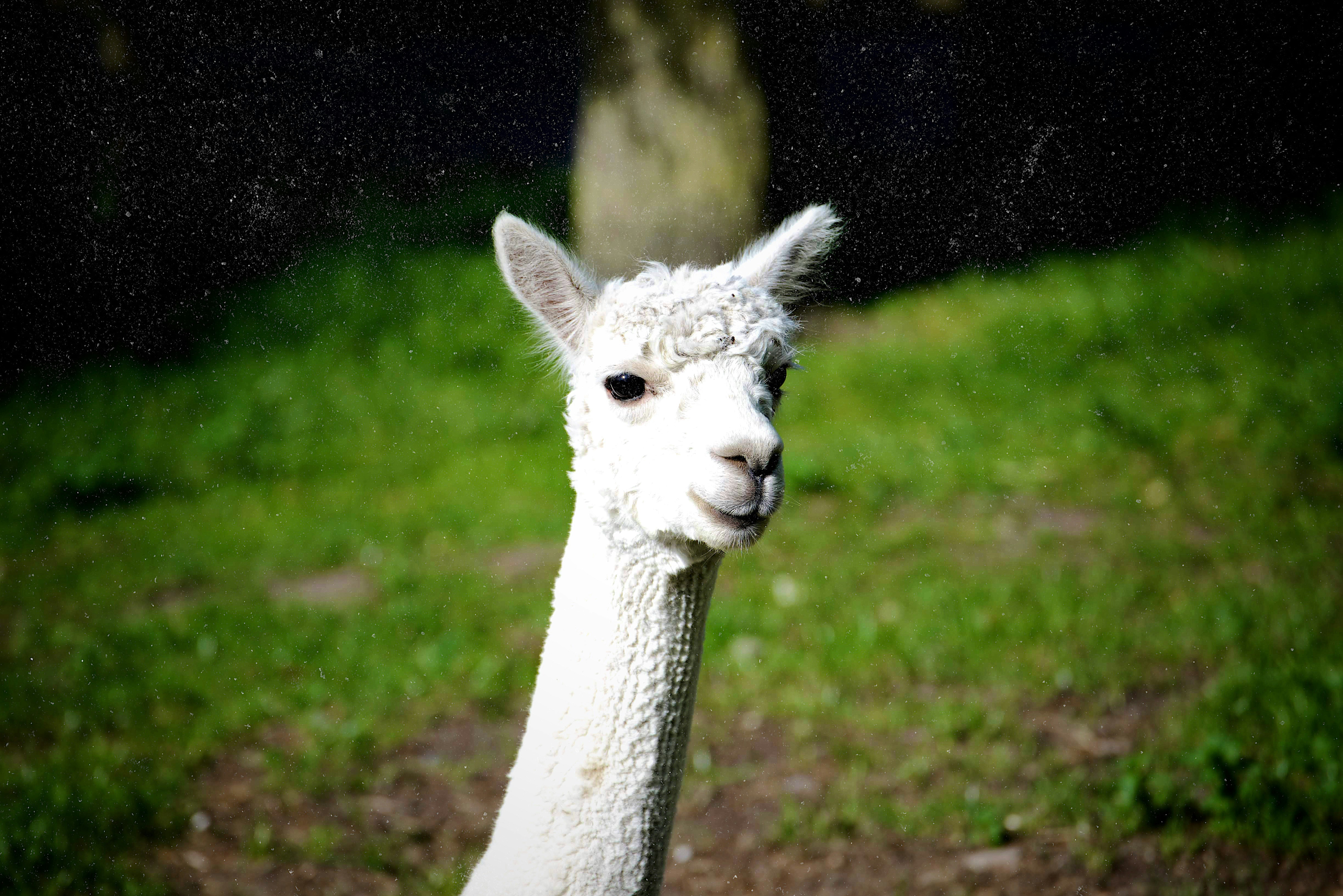 Rain-kissed Llama Portrait: White Wool Against a Misty Meadow