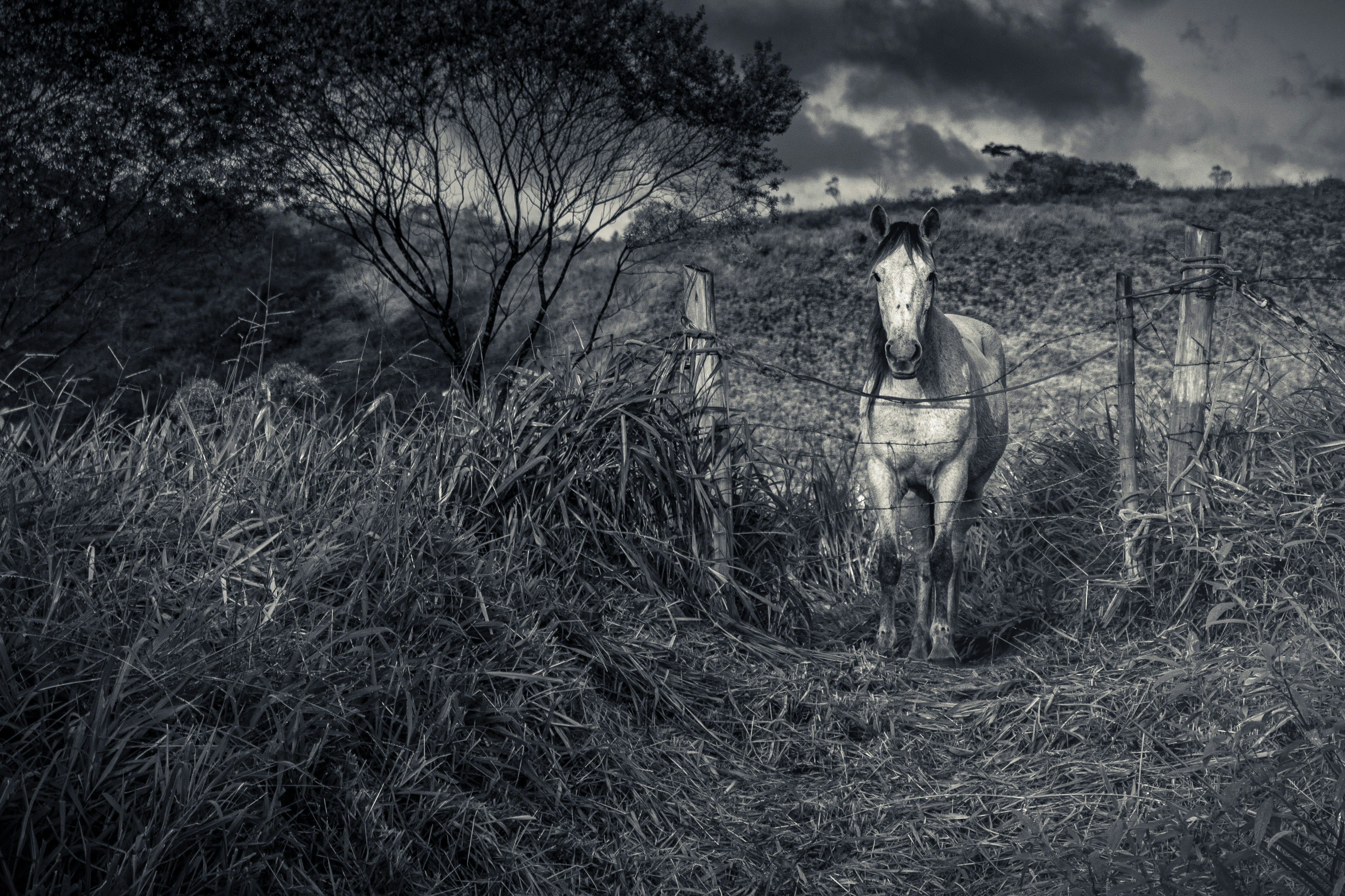 A solitary horse stands at a rustic fence, framed by tall grass and a moody sky. The monochromatic tones enhance the serene yet contemplative atmosphere.