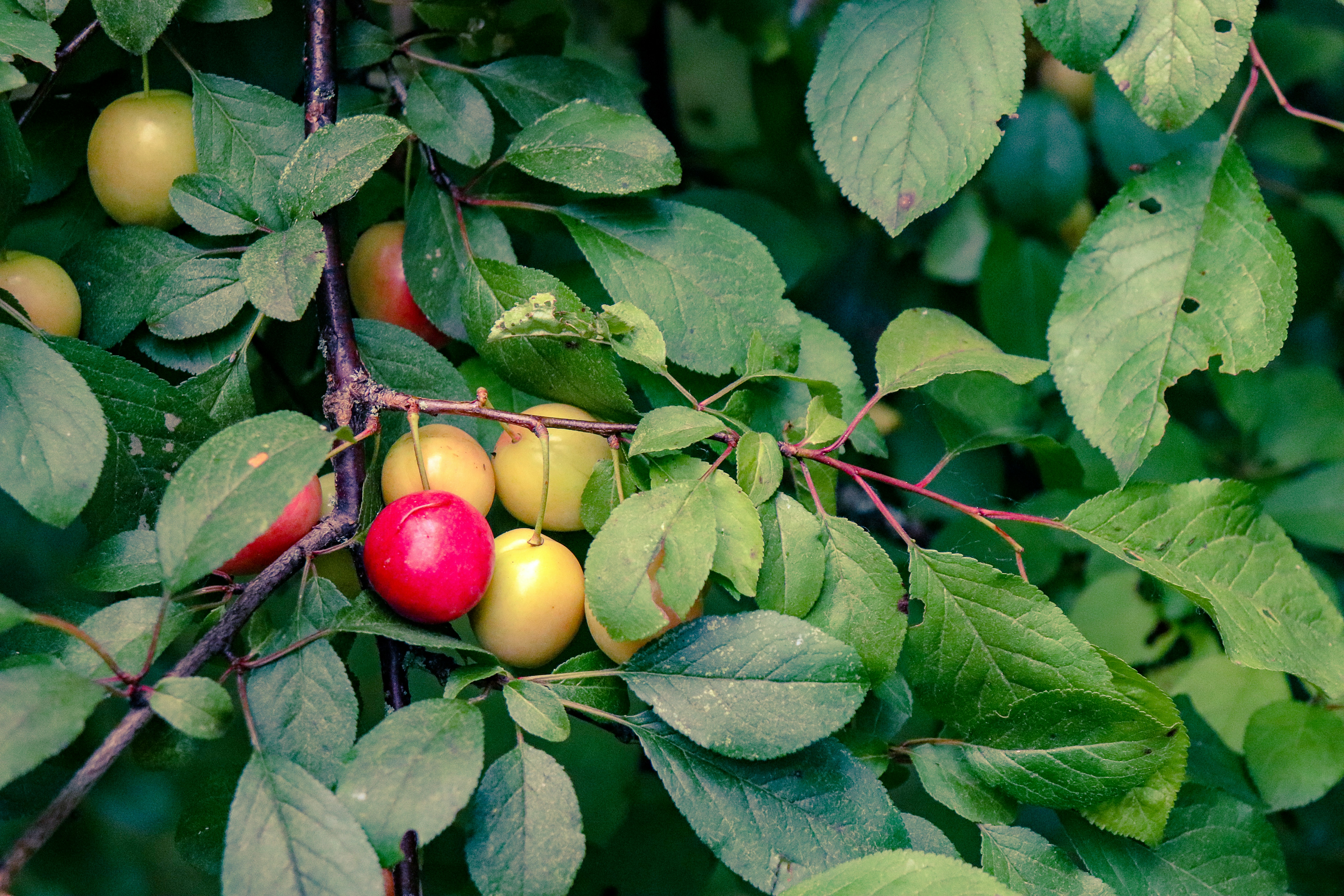 Arbre portant des fruits rouges et jaunes photo – Photo Plante Gratuite ...