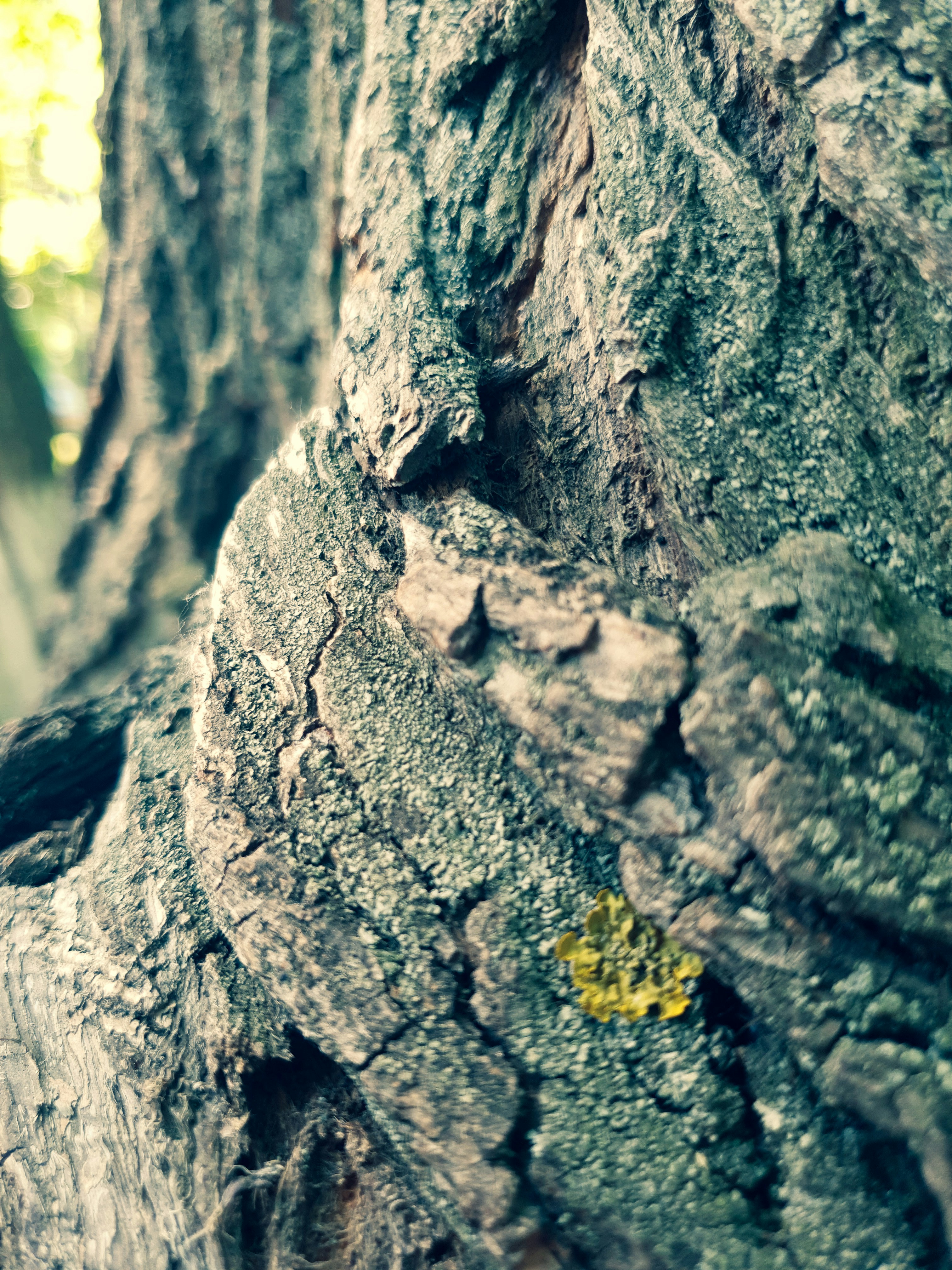 Knot and Grain: A Macro Portrait of Weathered Bark