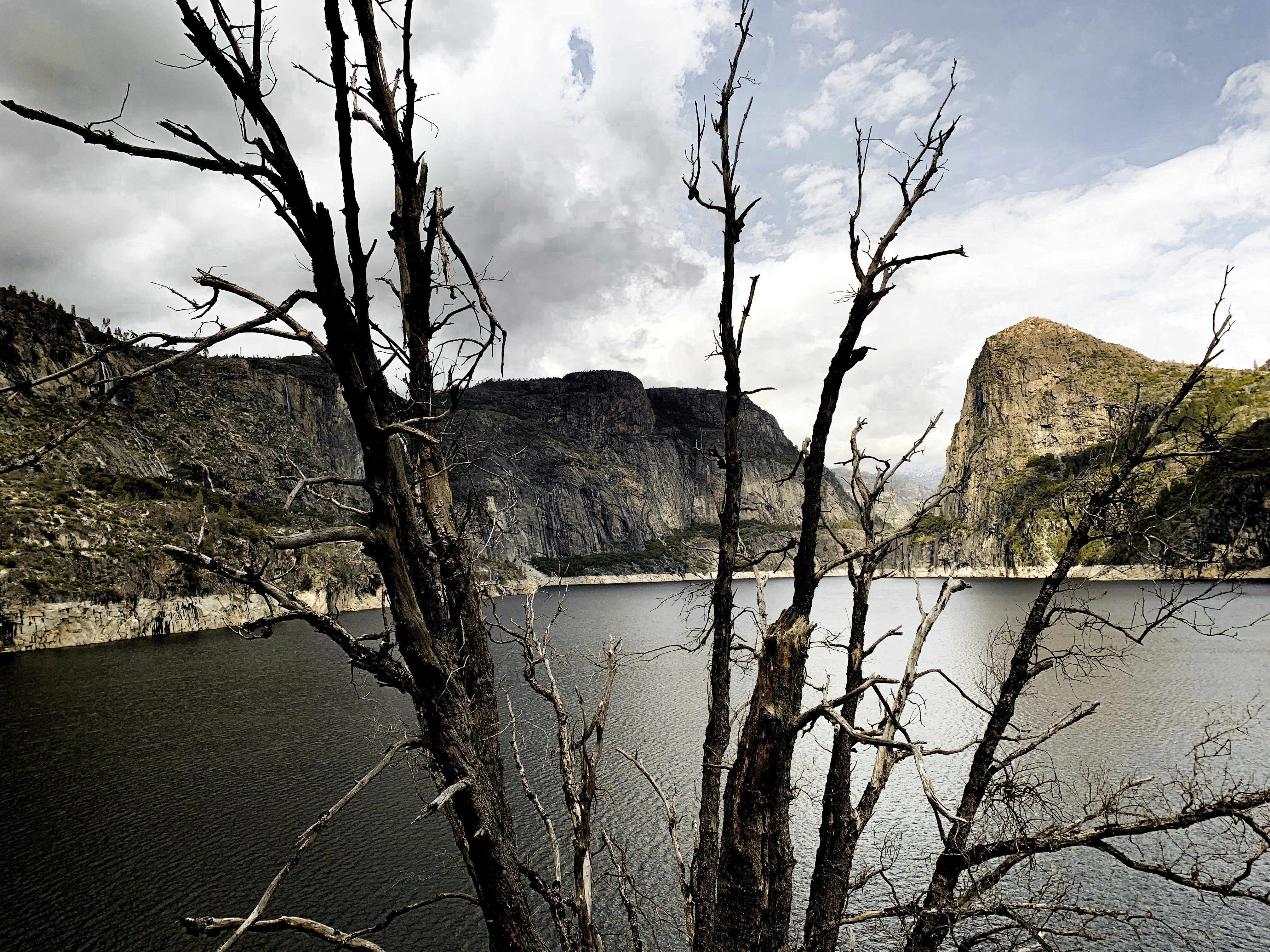 Foto Árbol marchito – Imagen Naturaleza gratis en Unsplash