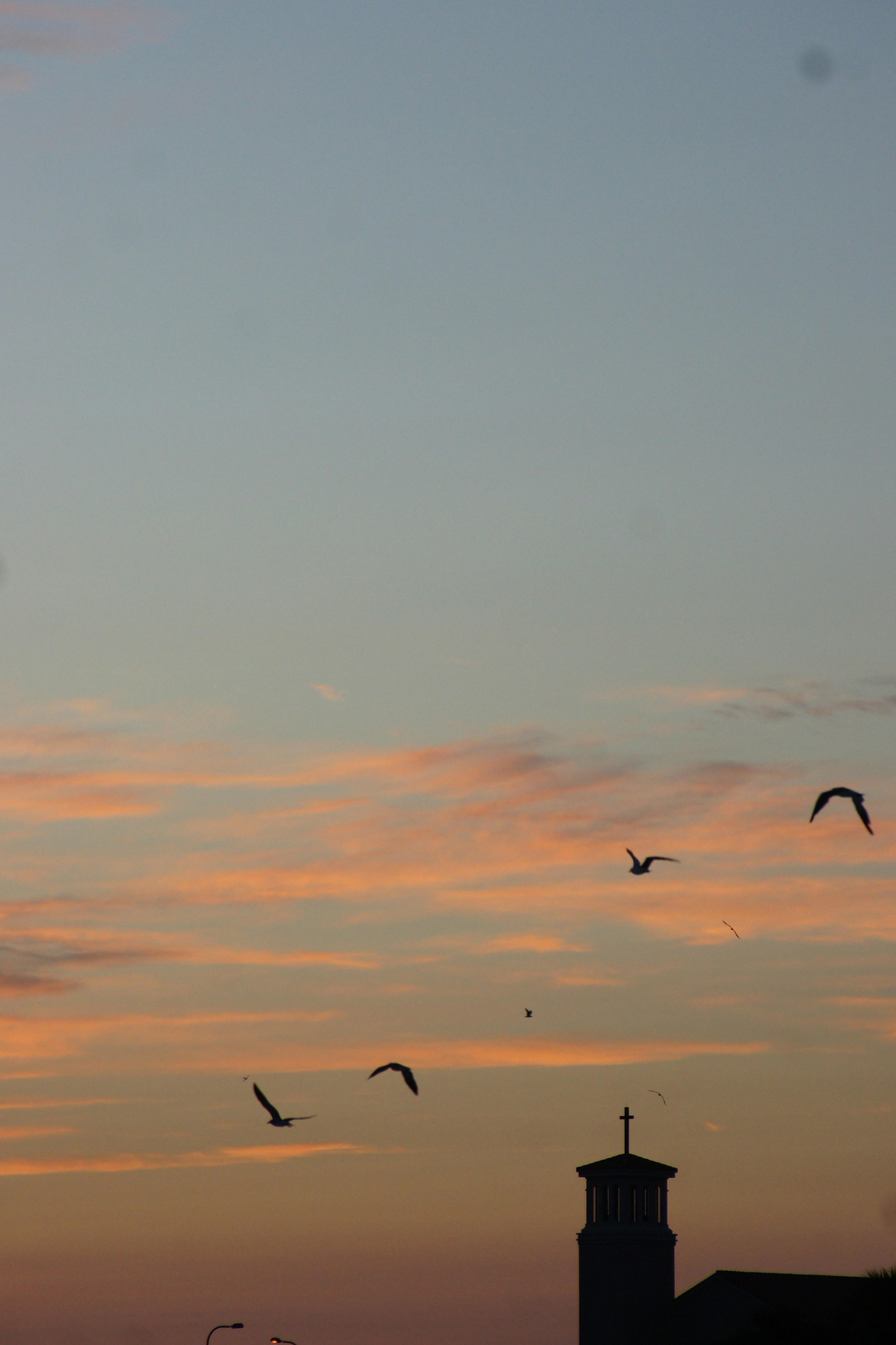 Seagulls soar against a pastel sky at dusk, with a silhouette of a church steeple in the foreground.
