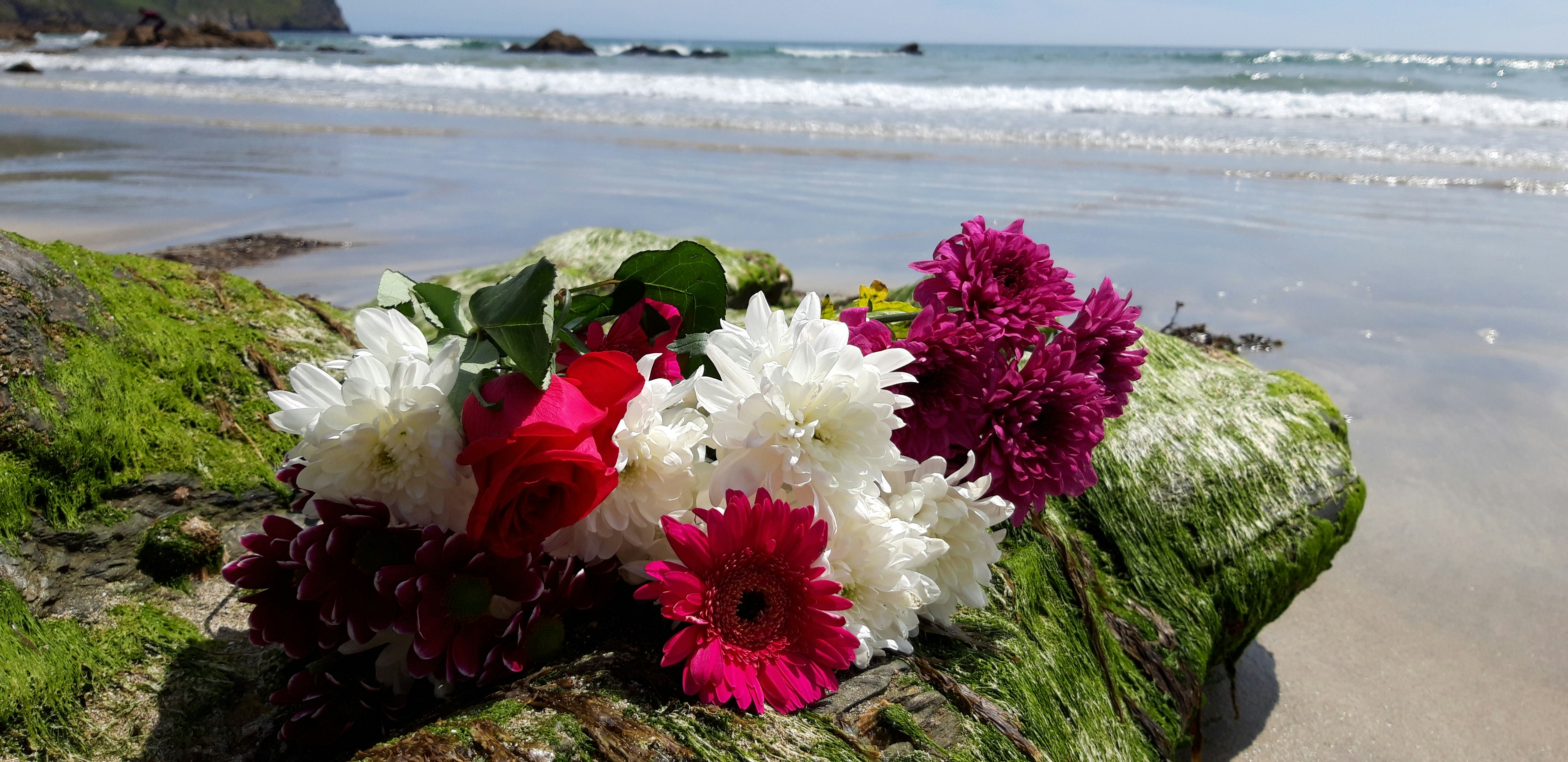 Bloom on Mossy Shore Rock: A Floral Anchor by the Sea