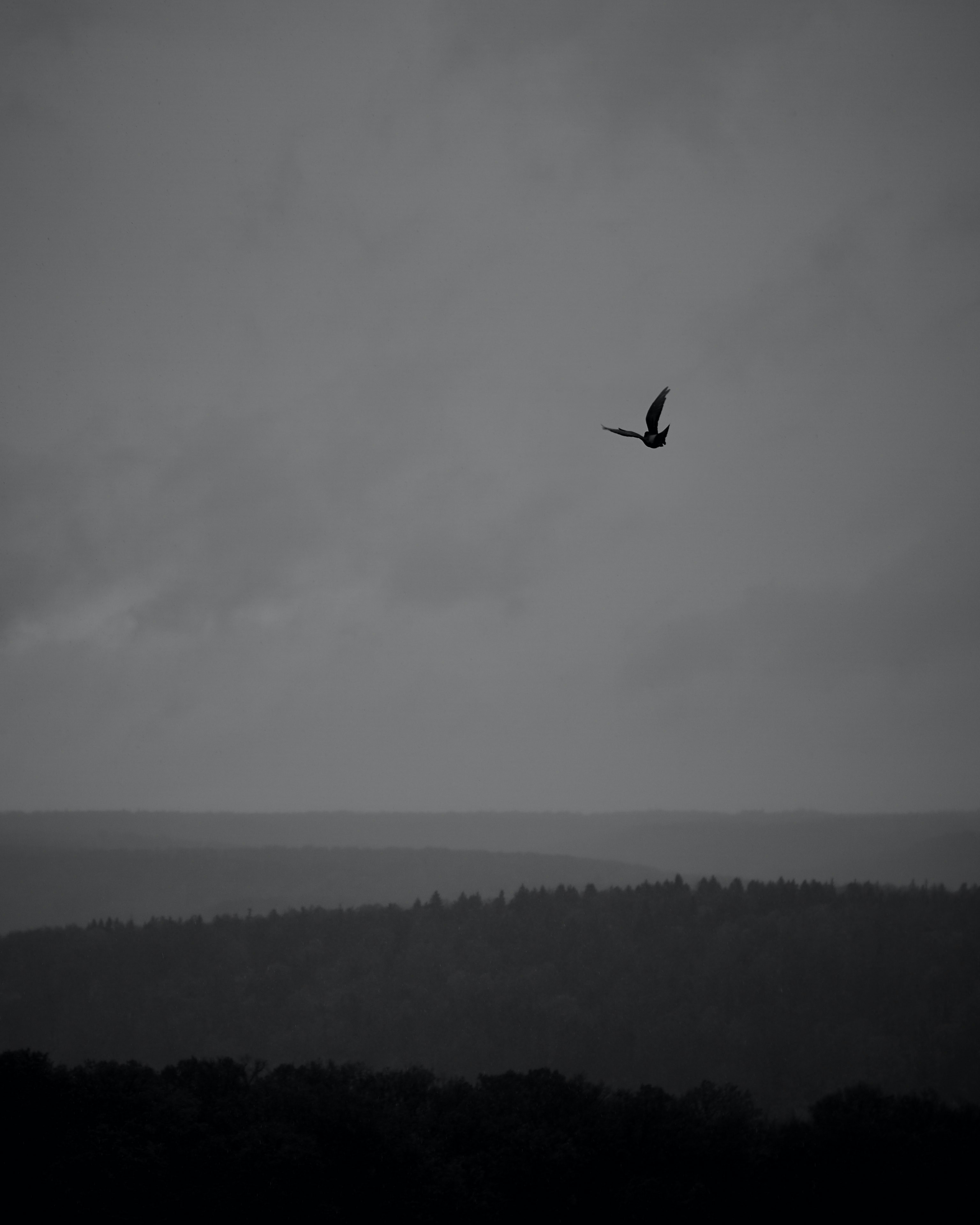 silhouette of birdMark Boss