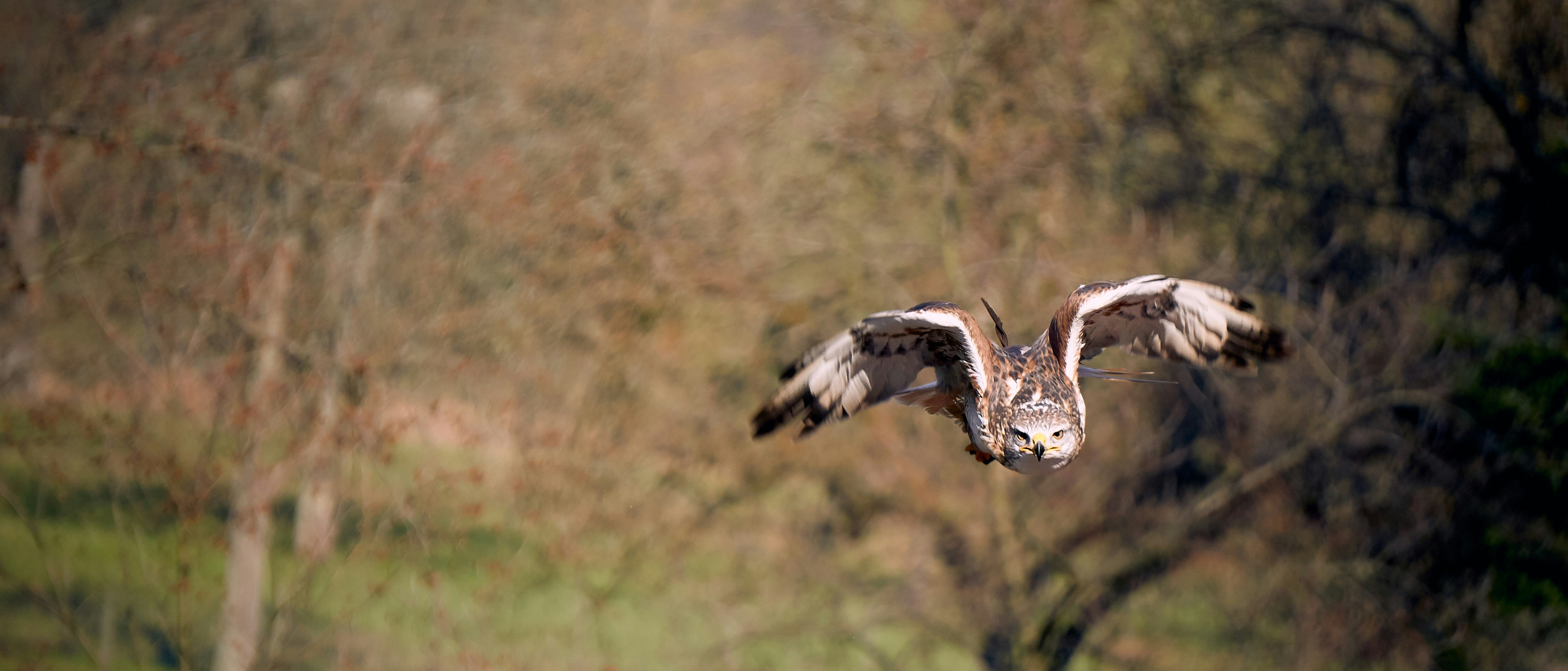 Winged Precision: A hawk glides over a sunlit woodland
