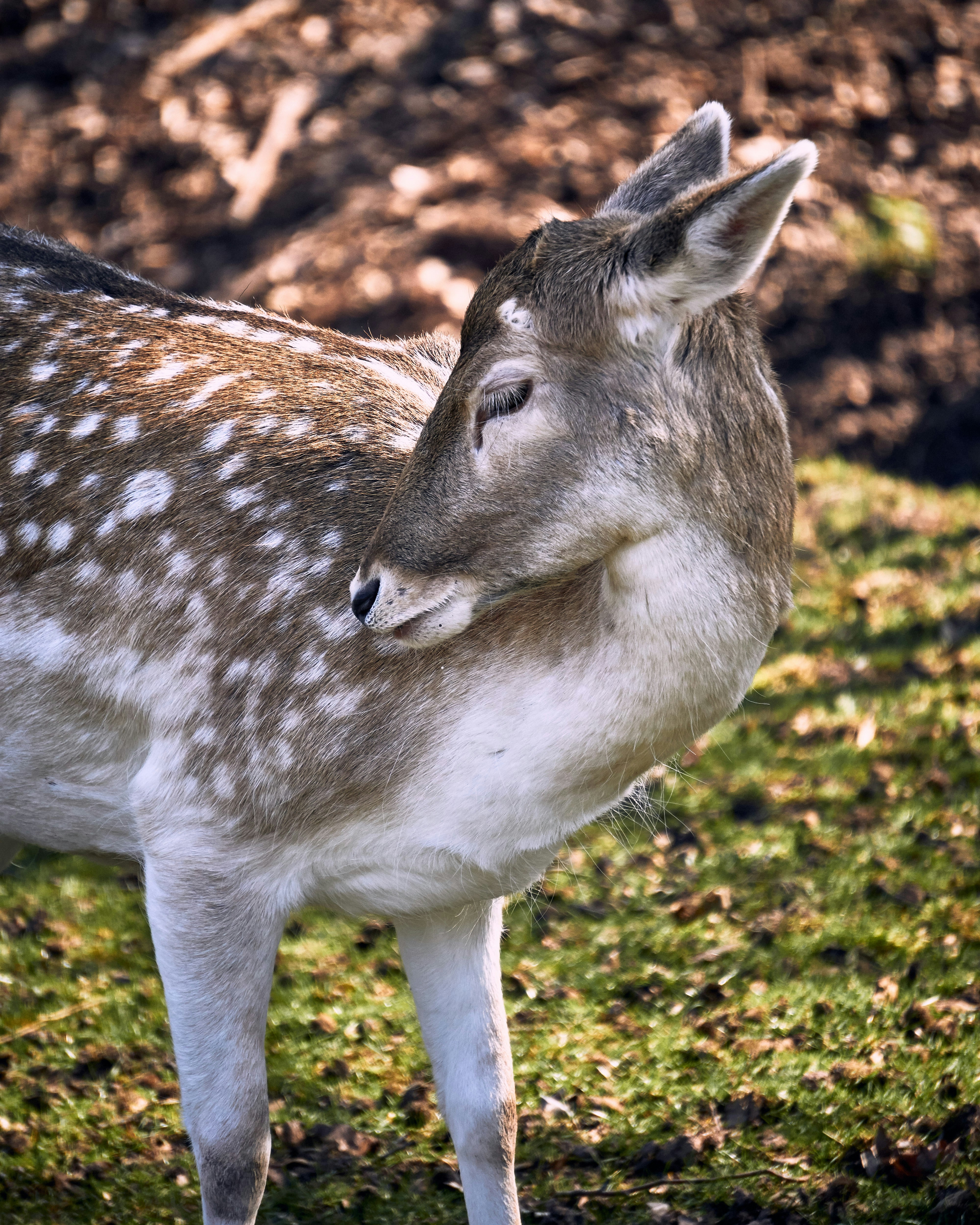 Oh deer...