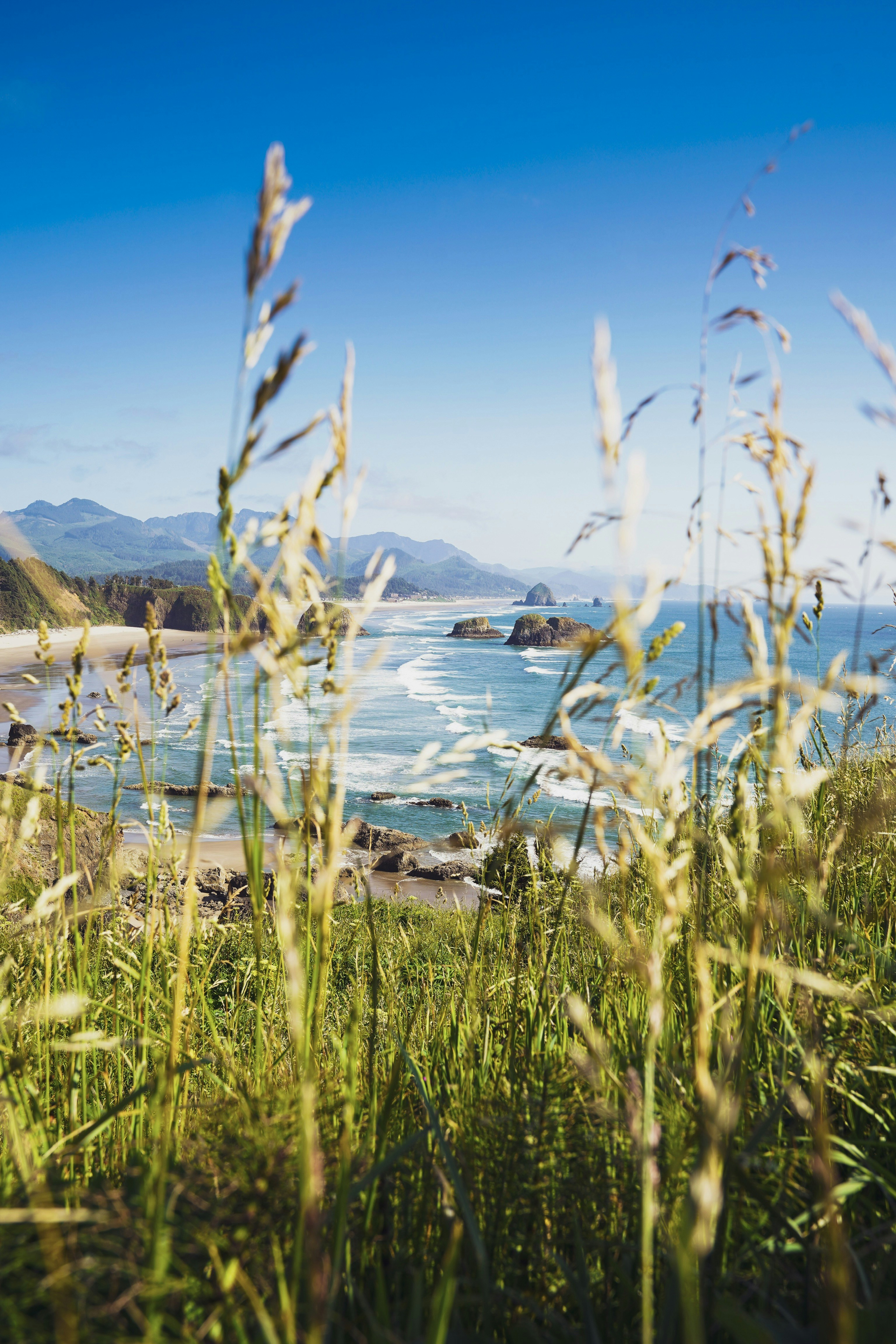 Green grass with seashore background photo – Free Cannon beach Image on ...