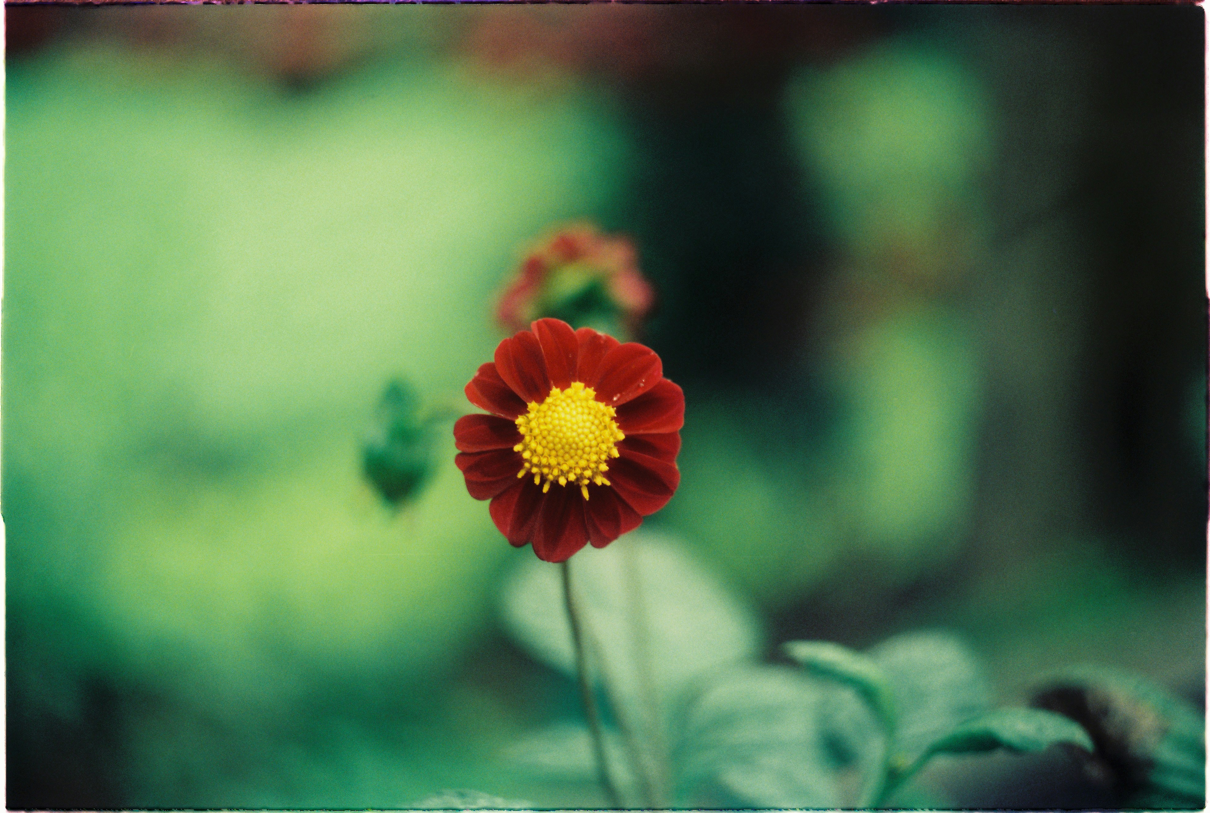 Gerbera flower in cinematic film,  Fuji Super F F125T.