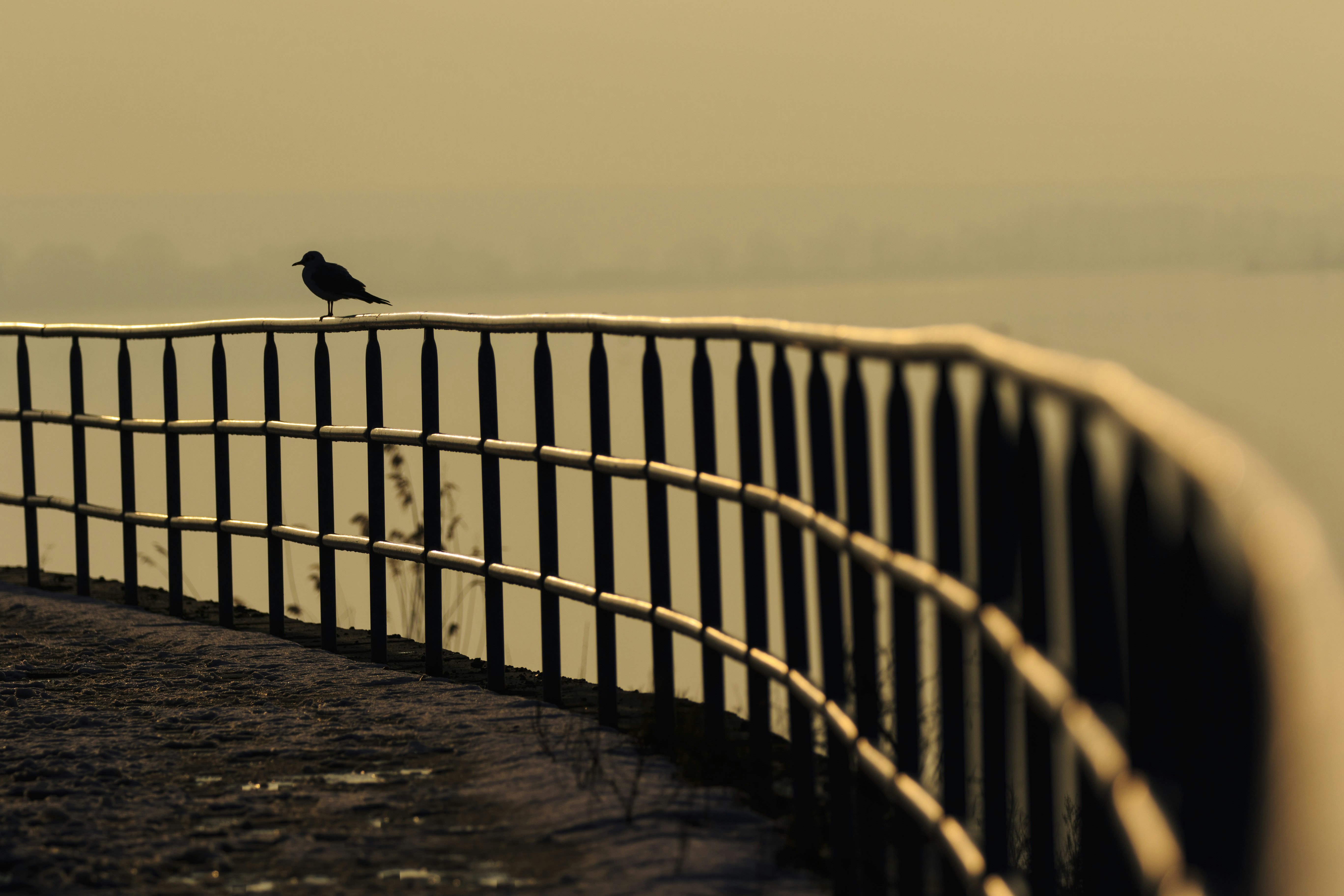 Bird on a Quiet Pier: A Distant Watch by the Rail