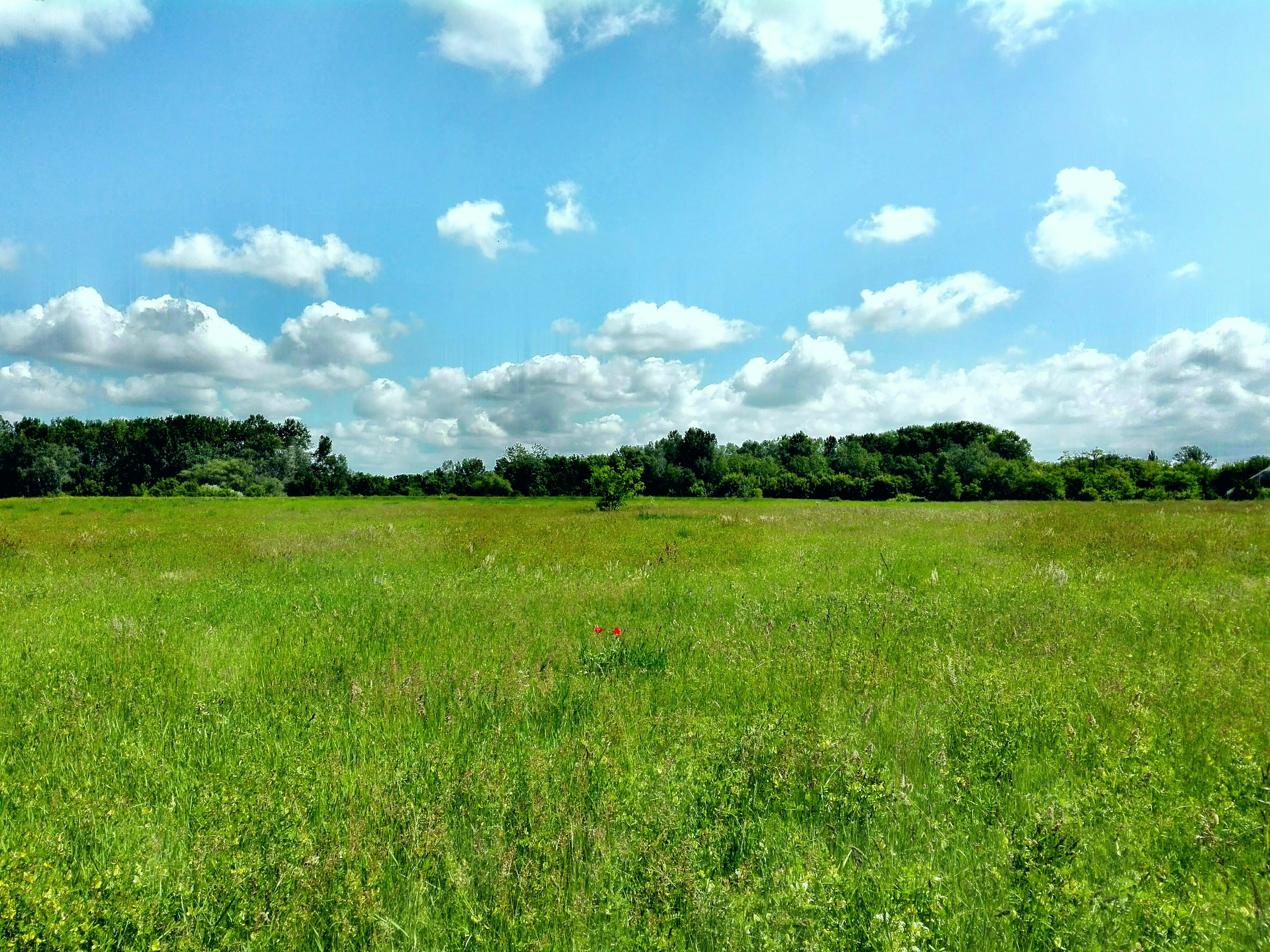 Vast green field under a sky dotted with fluffy clouds.