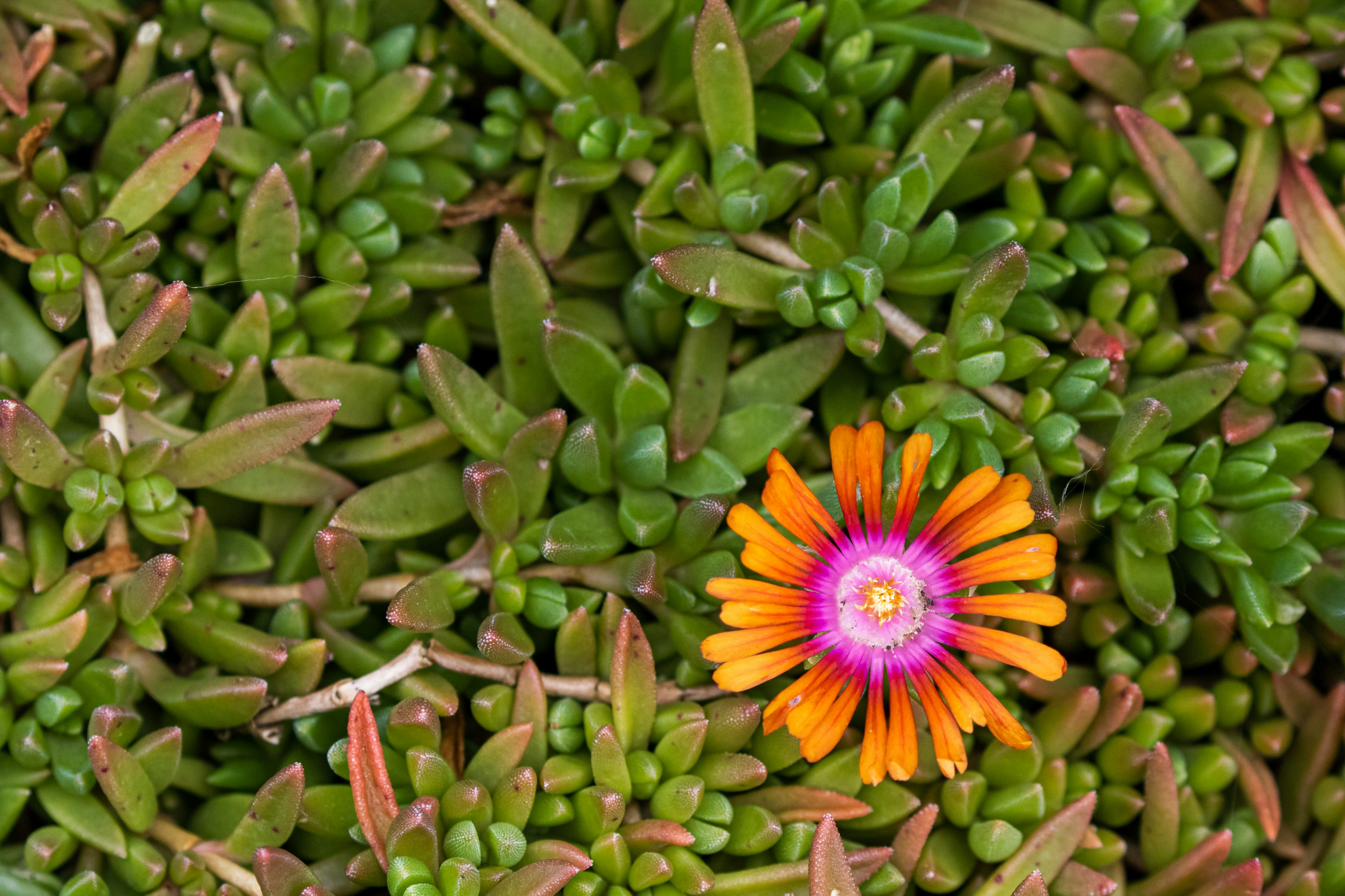 Orange Daisy Bloom Amid Green Mat of Succulent Leaves