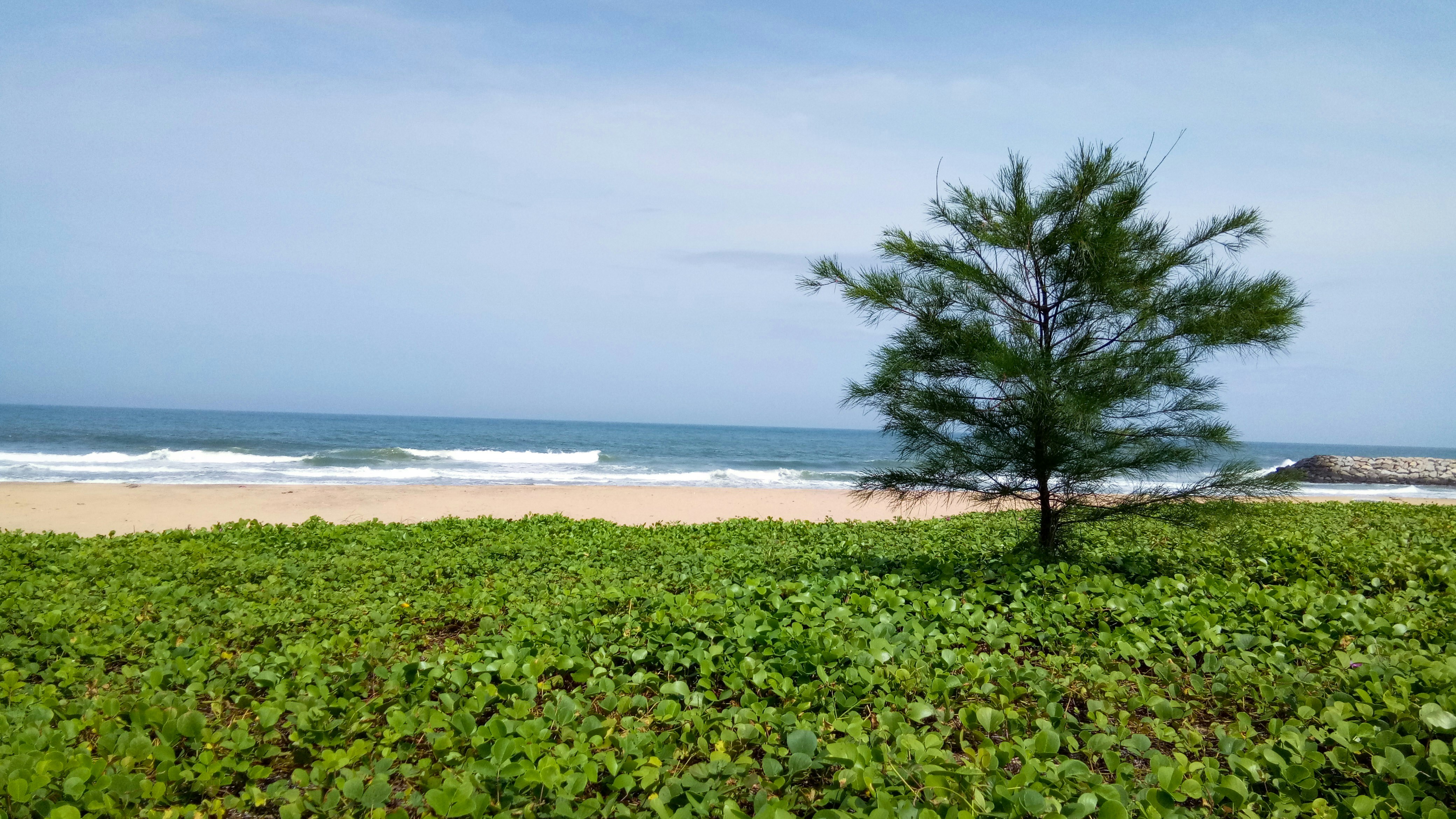 Green leafed tree near beach photo – Free Sea Image on Unsplash
