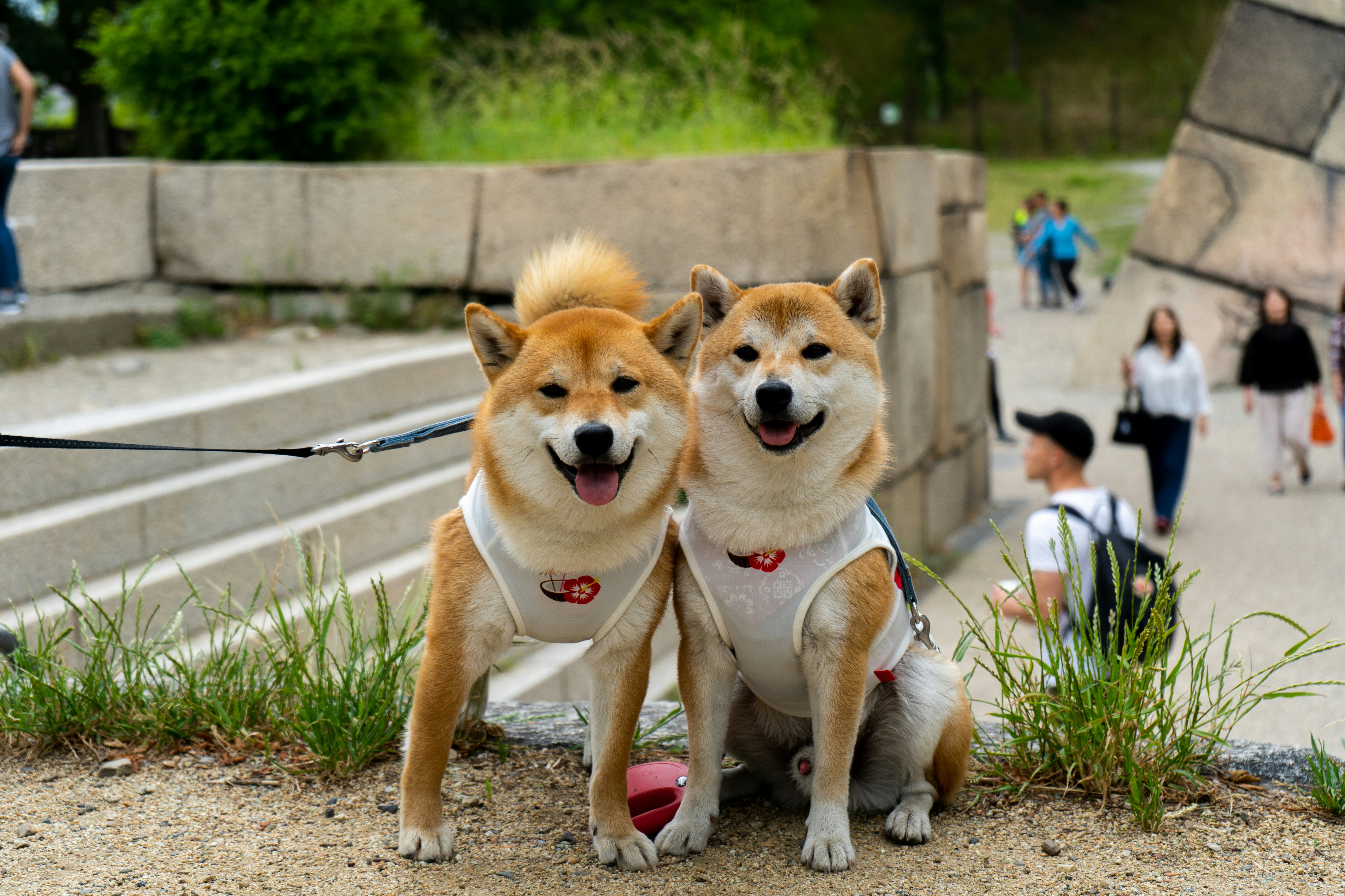 Two Shiba Inu dogs sitting side by side, wearing matching harnesses, with a park backdrop featuring people and greenery.