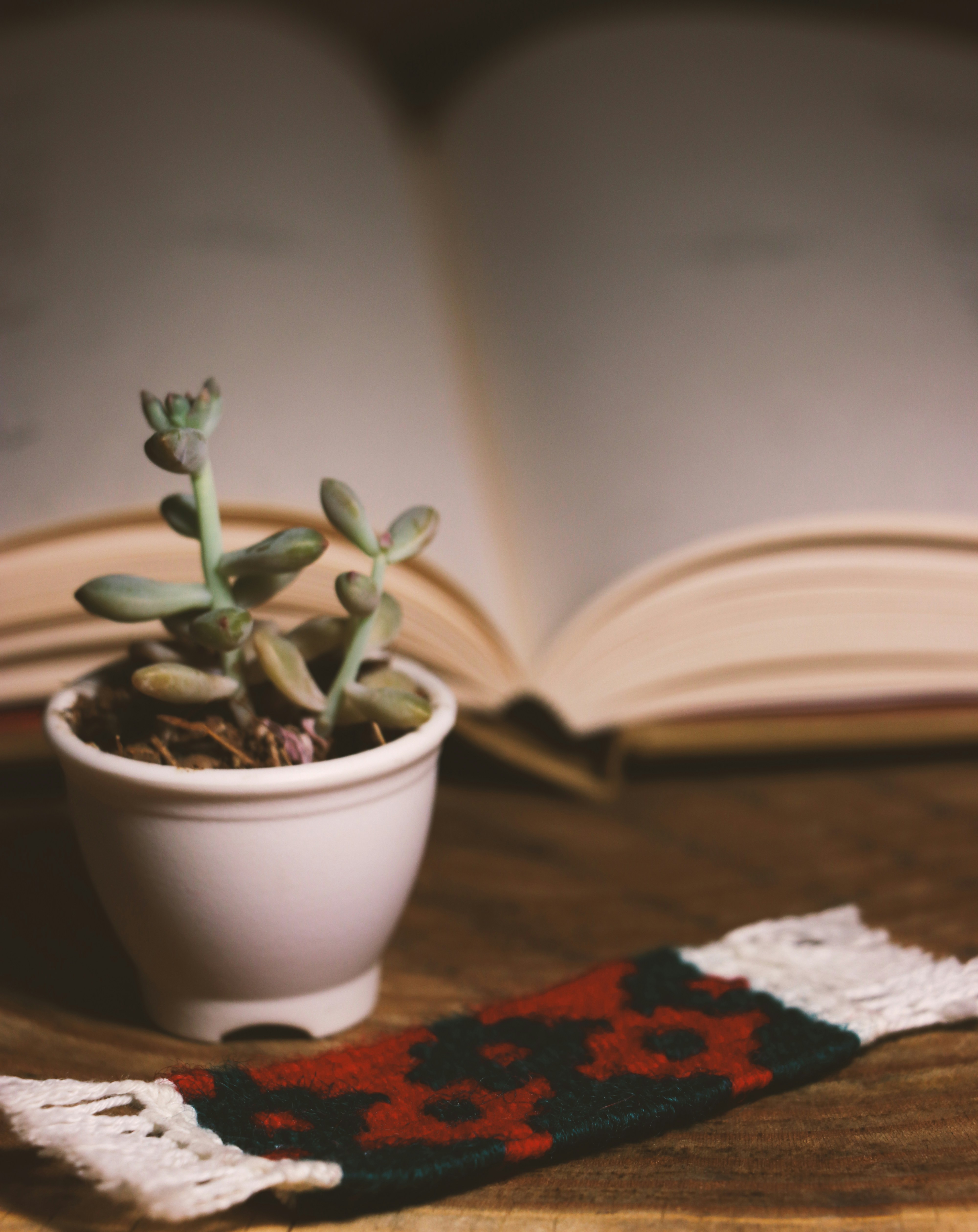Tiny Succulent, Quiet Focus: White Pot Beside Open Pages
